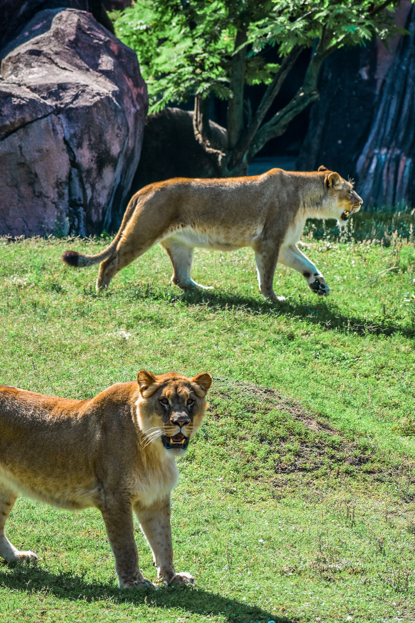 Visit the Virginia Zoo Animals Today!