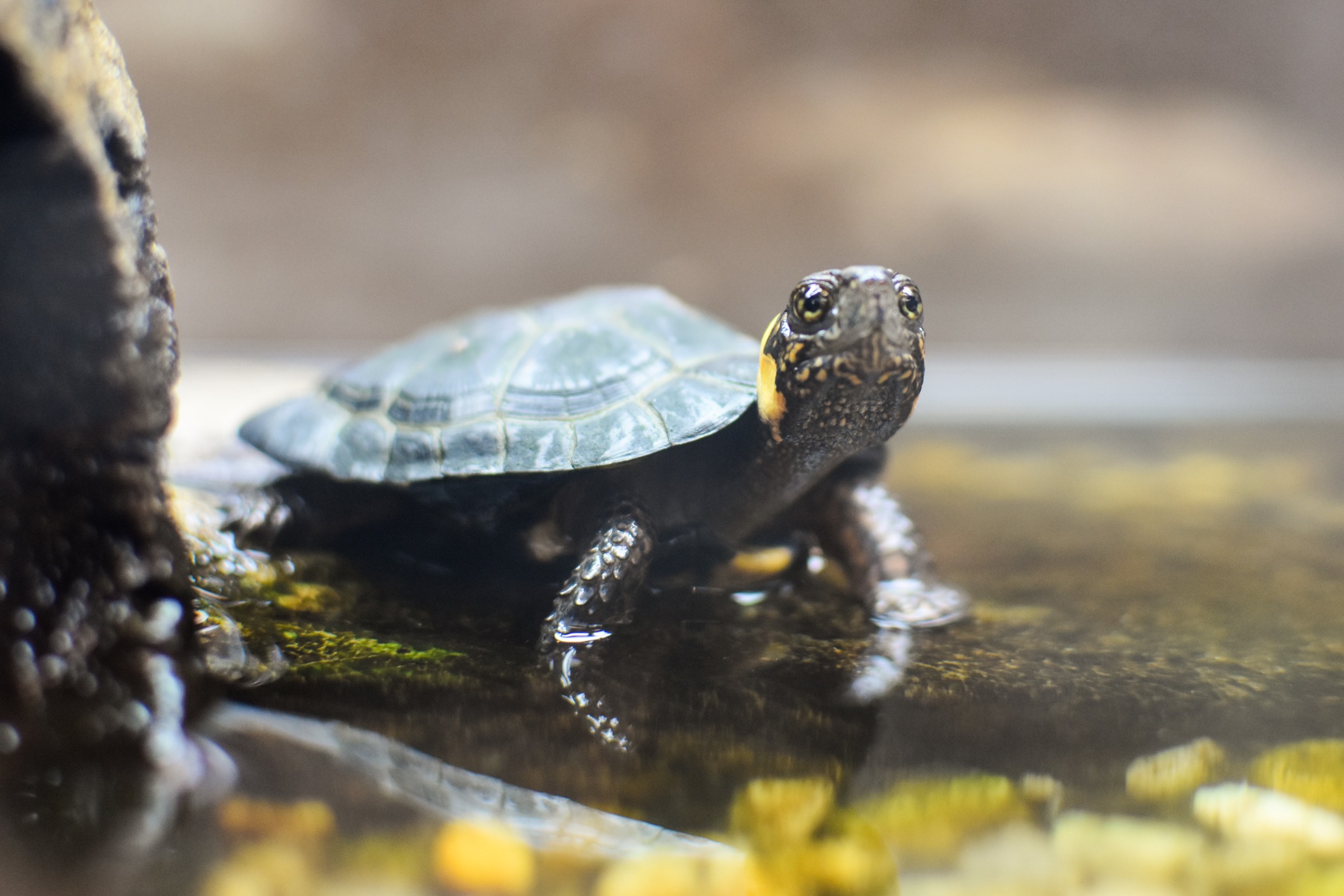 Visit the Virginia Zoo Animals Today!