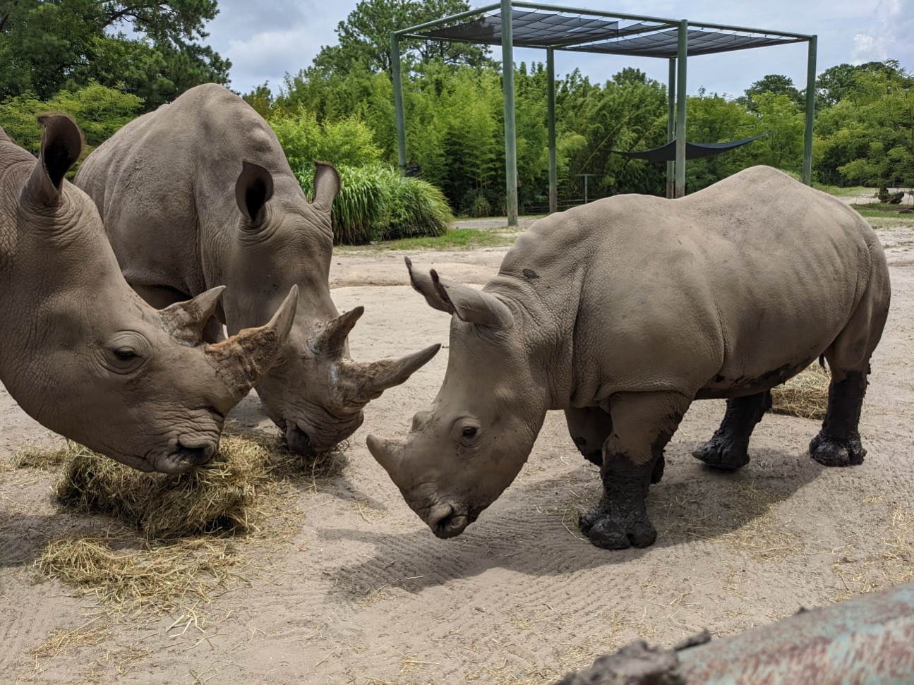 Visit the Virginia Zoo Animals Today!