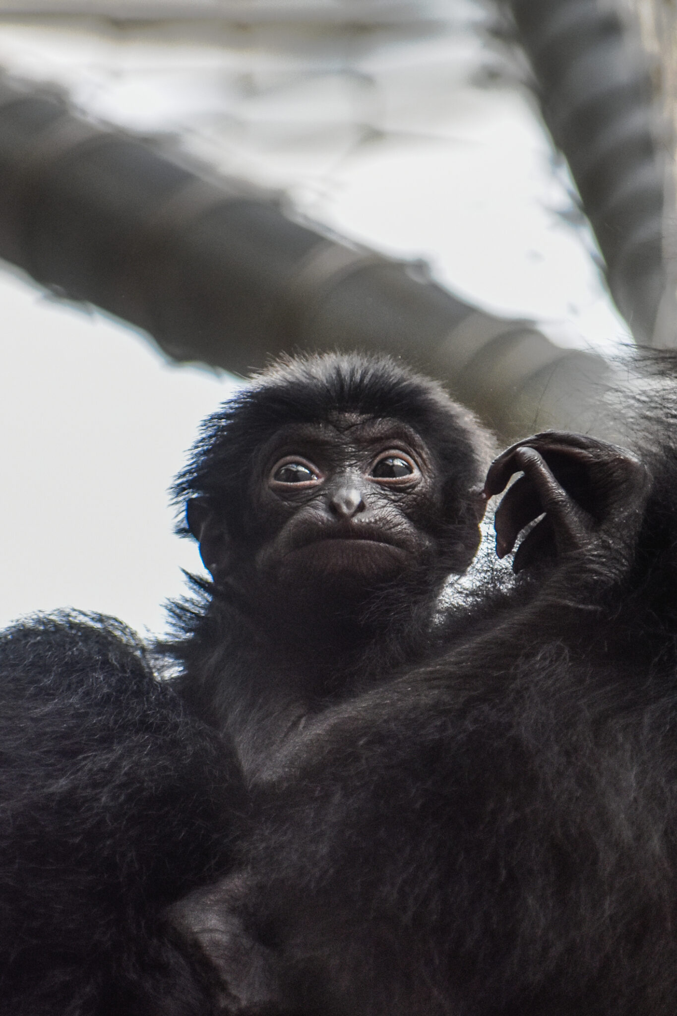 Visit the Virginia Zoo Animals Today!
