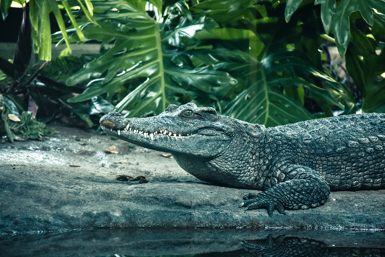 Visit the Virginia Zoo Animals Today!