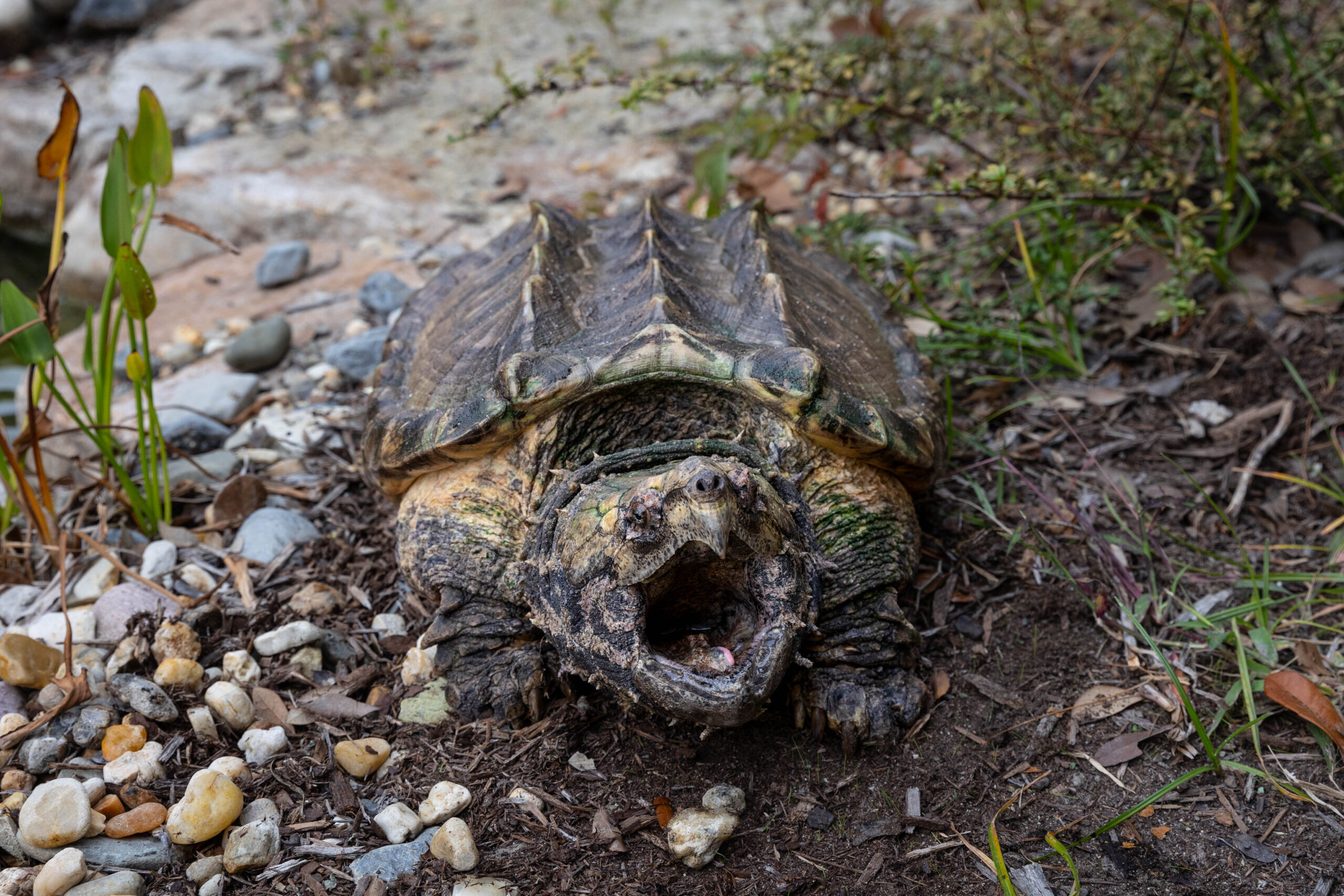 Visit the Virginia Zoo Animals Today!