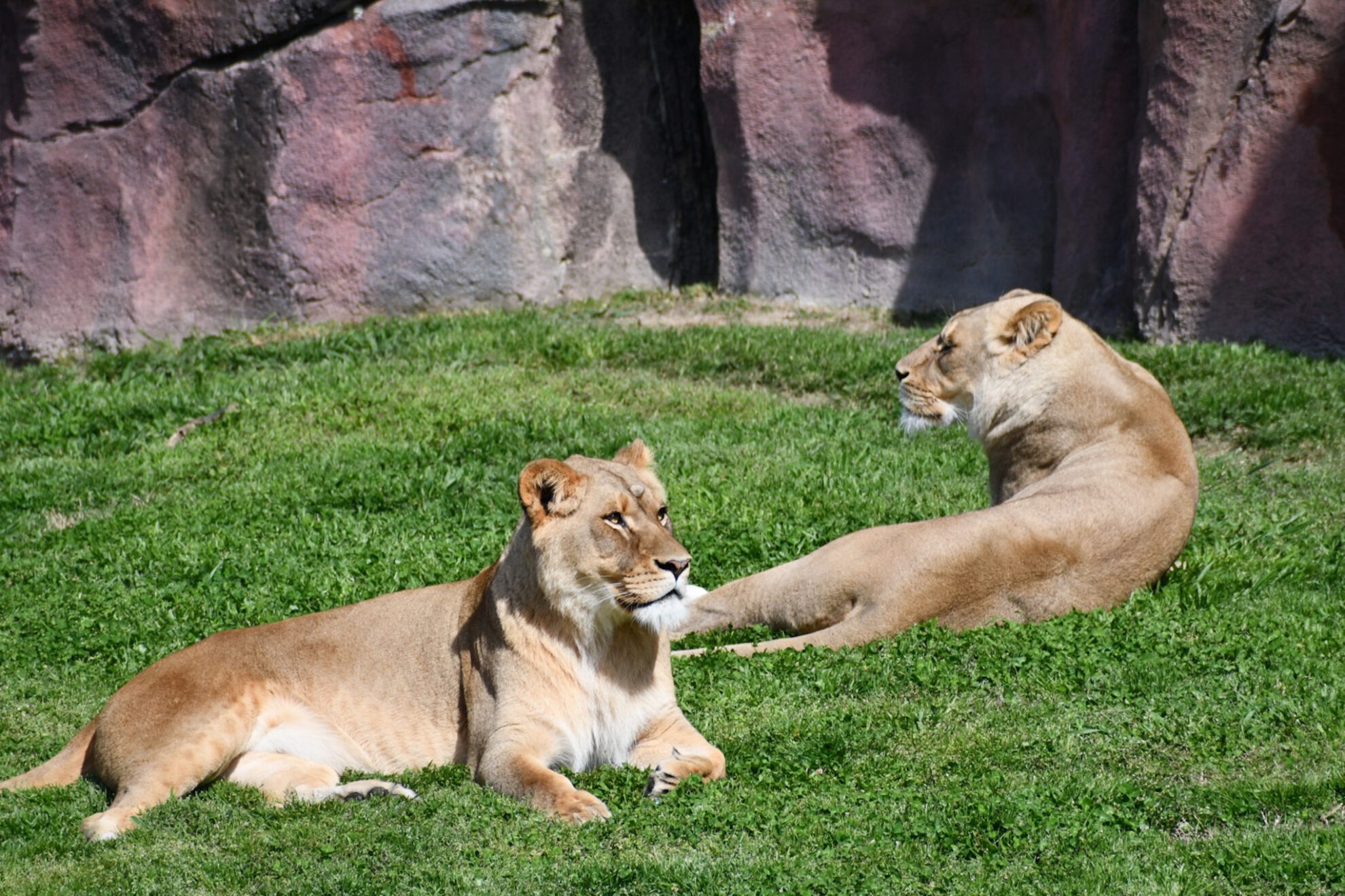 Visit the Virginia Zoo Animals Today!
