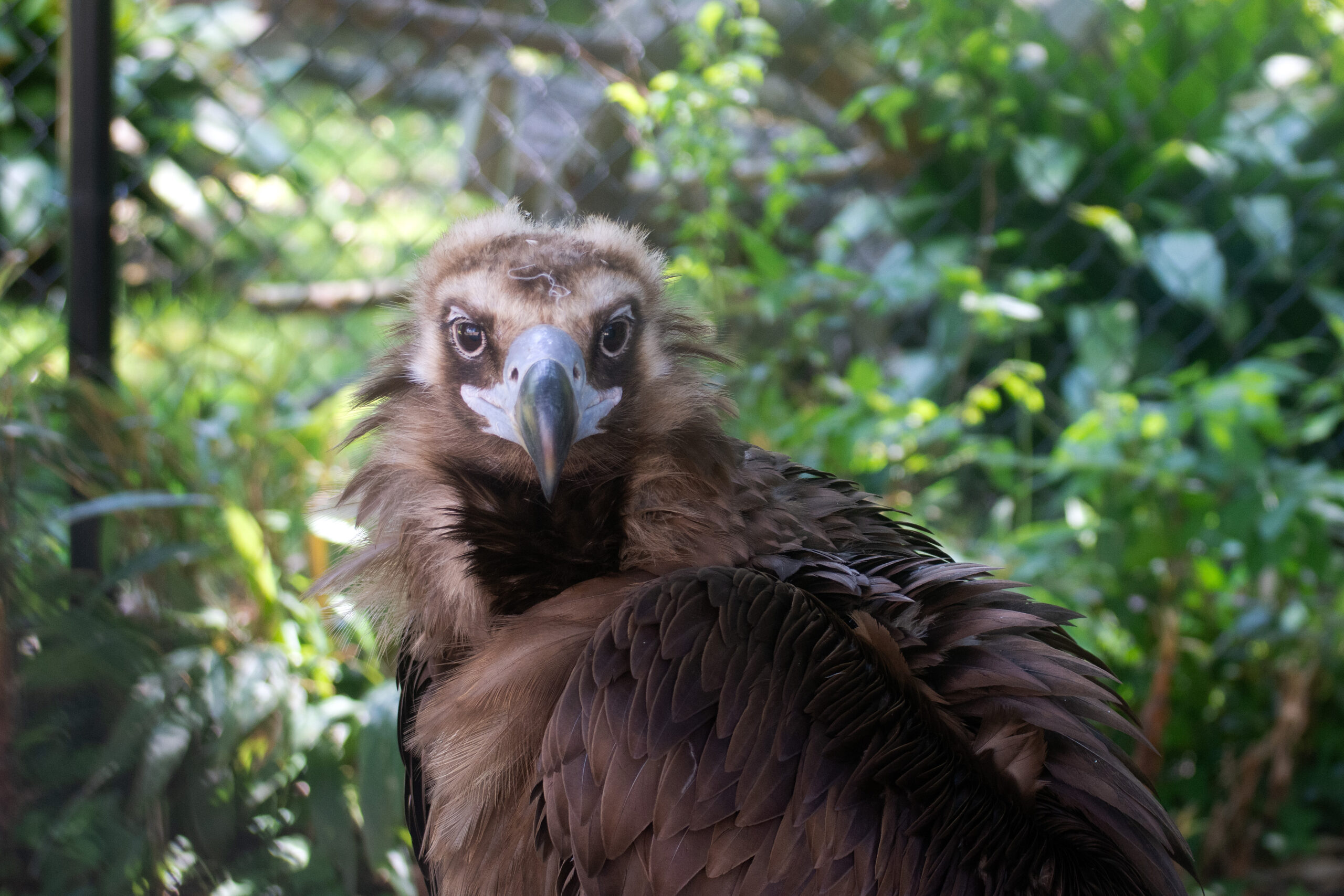 Visit the Virginia Zoo Animals Today!