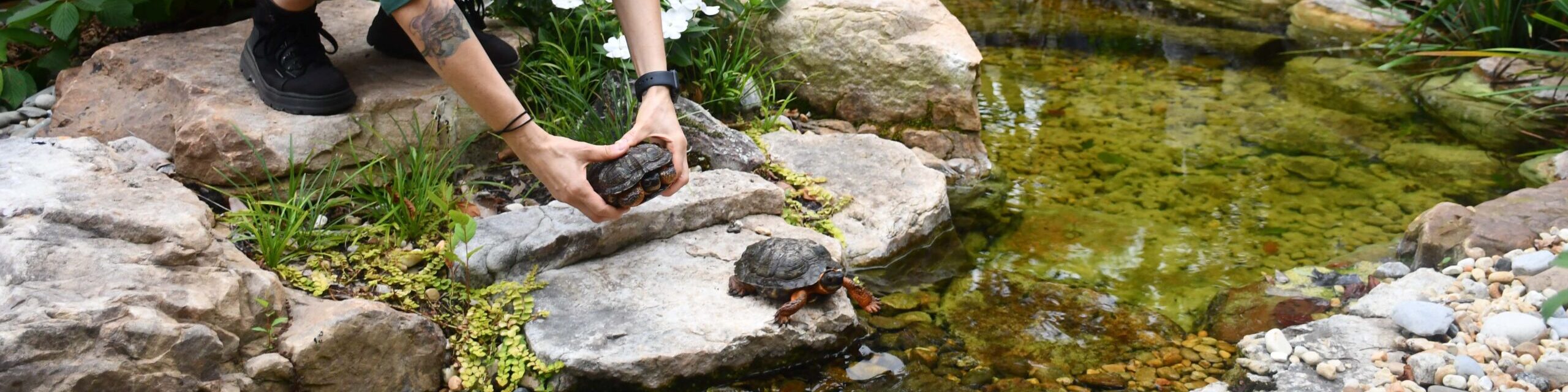 Where did the turtles go for the winter? - Virginia Zoo
