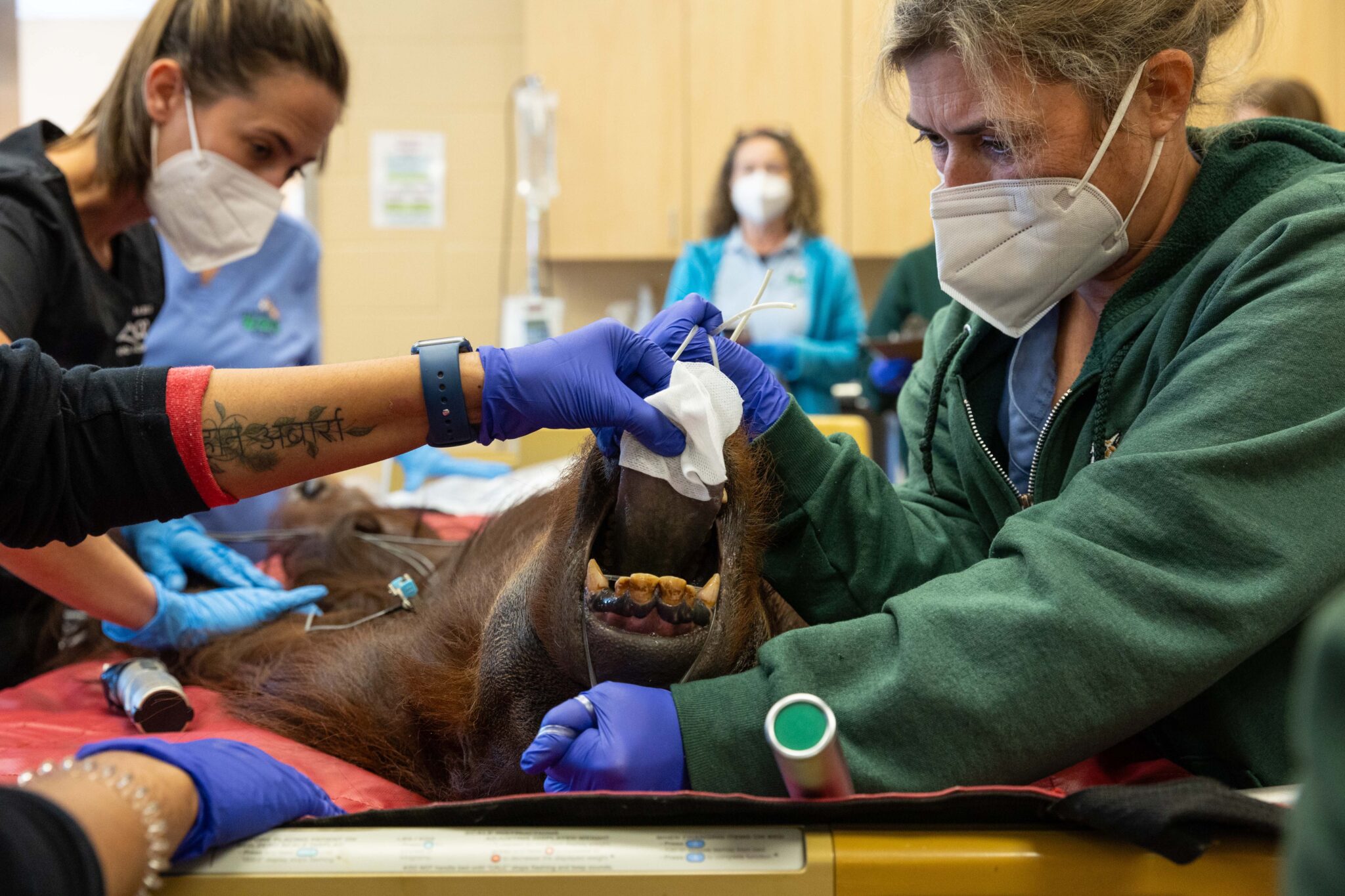 Visit the Virginia Zoo Animals Today!