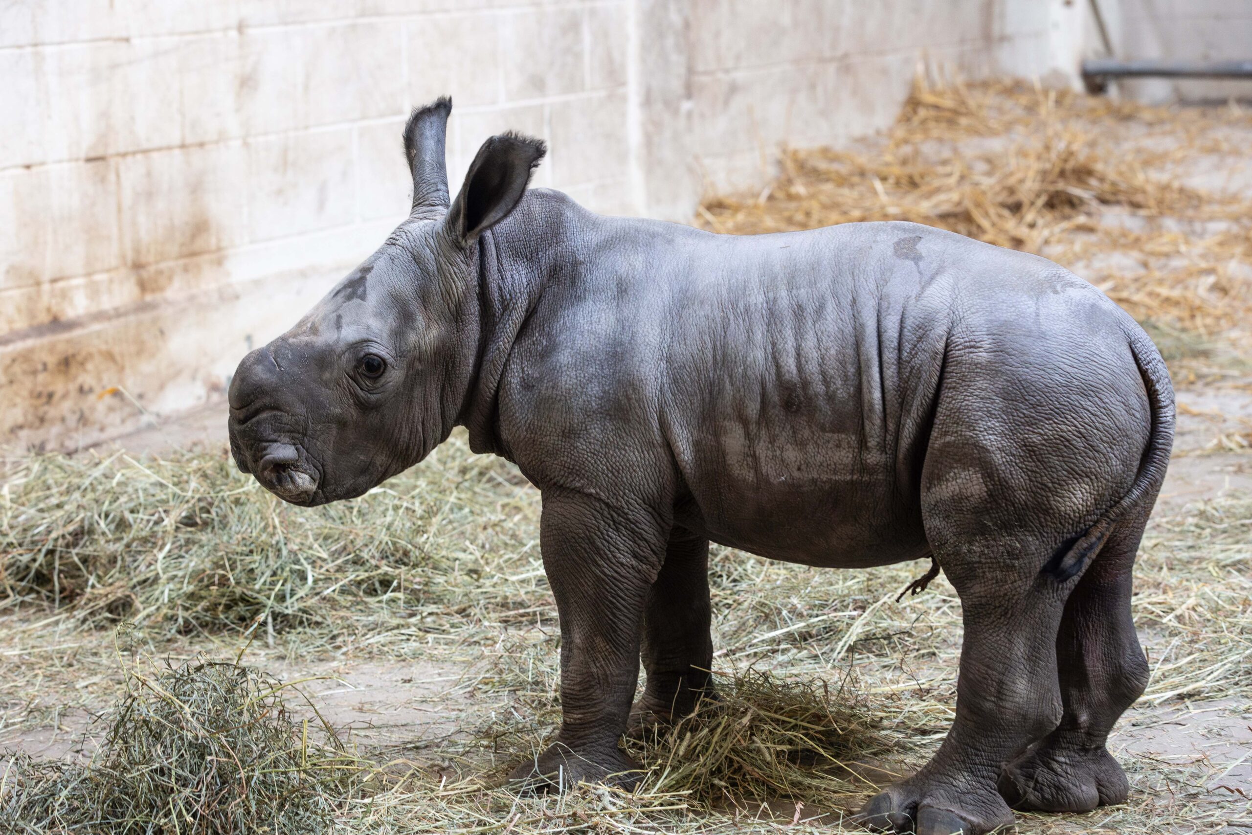 Visit the Virginia Zoo Animals Today!