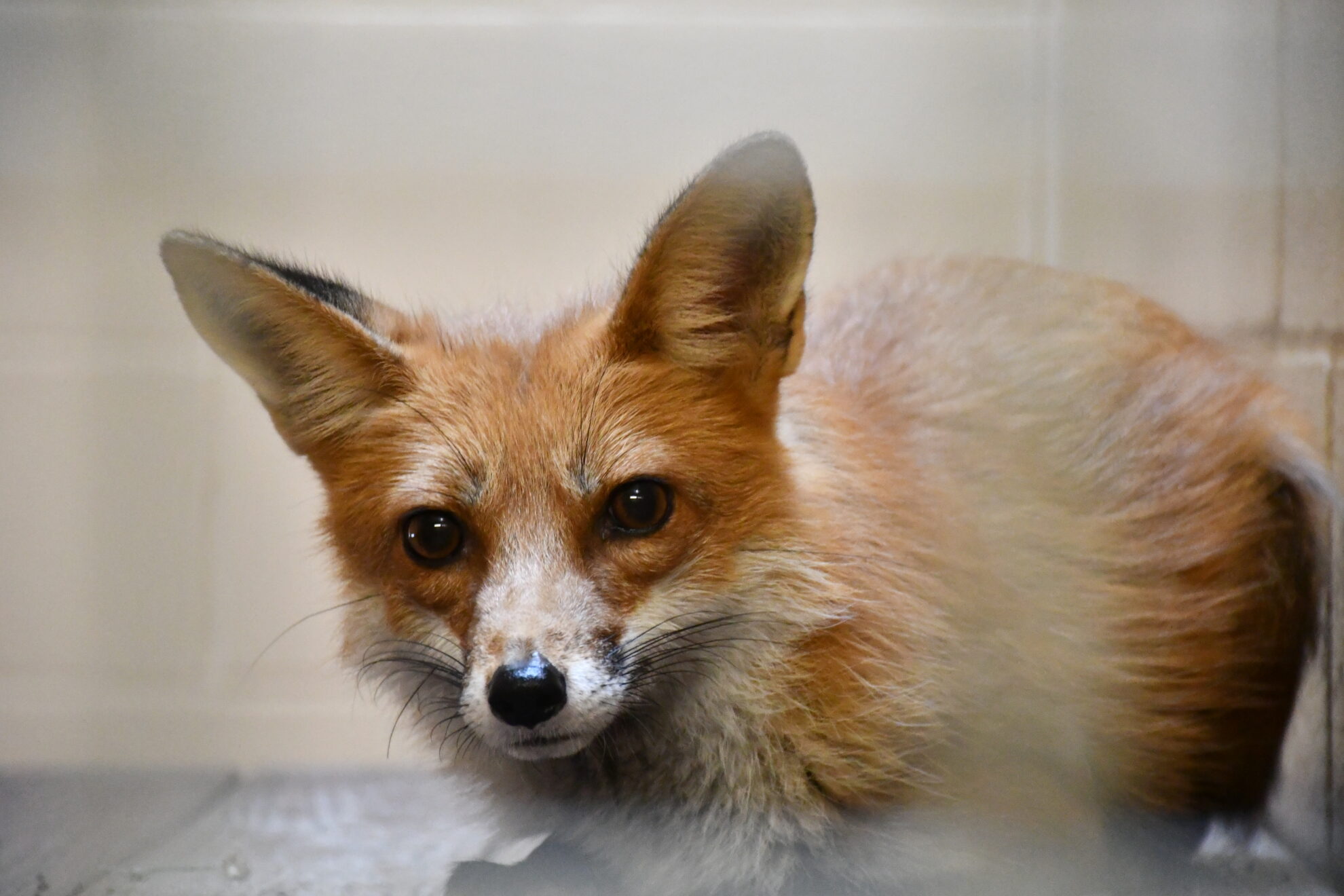 Visit the Virginia Zoo Animals Today!