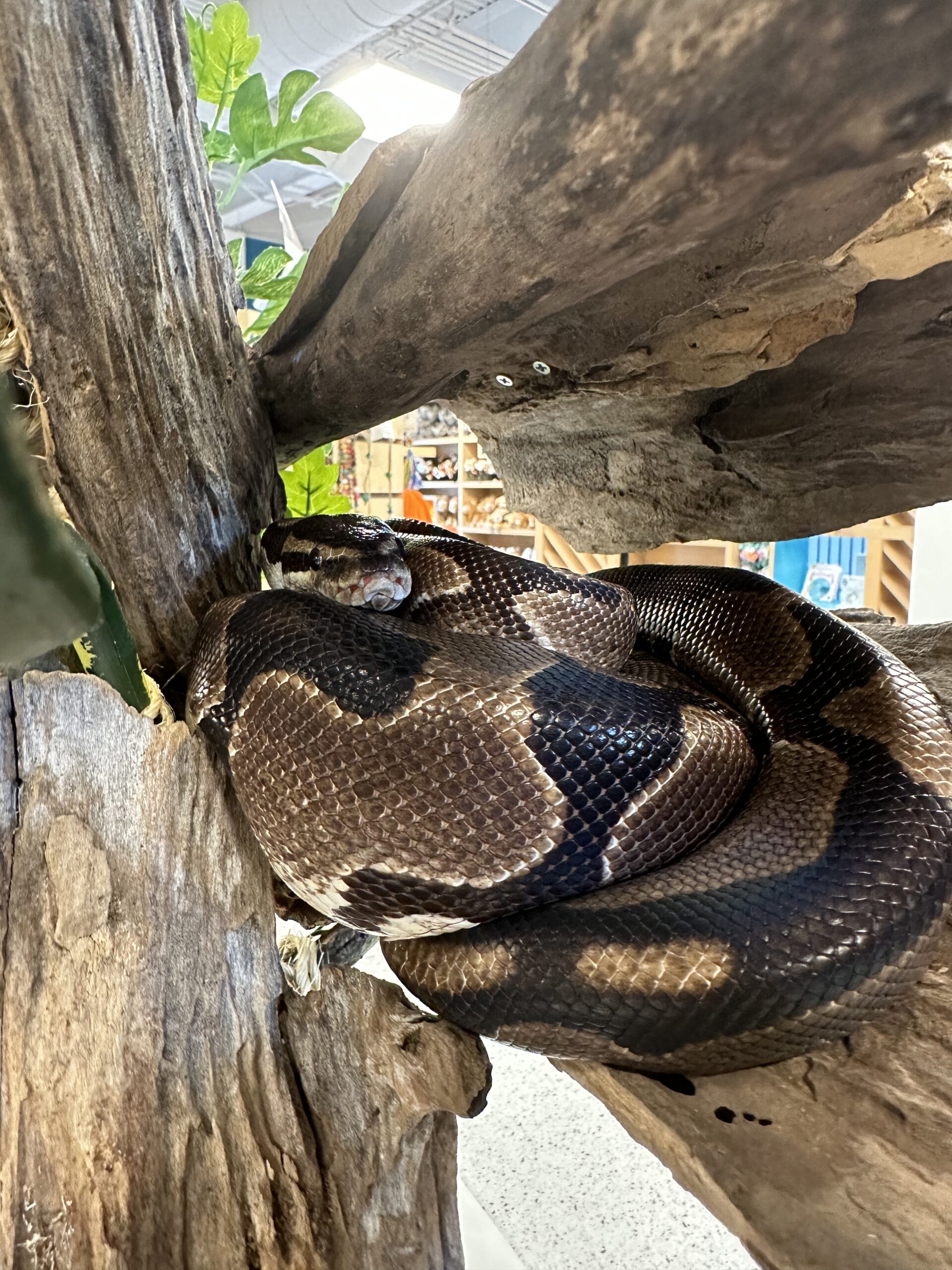 Visit the Virginia Zoo Animals Today!