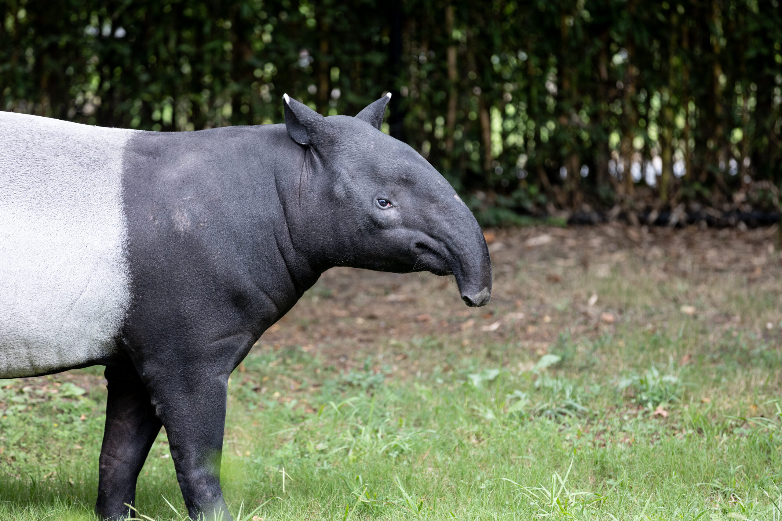 Visit the Virginia Zoo Animals Today!
