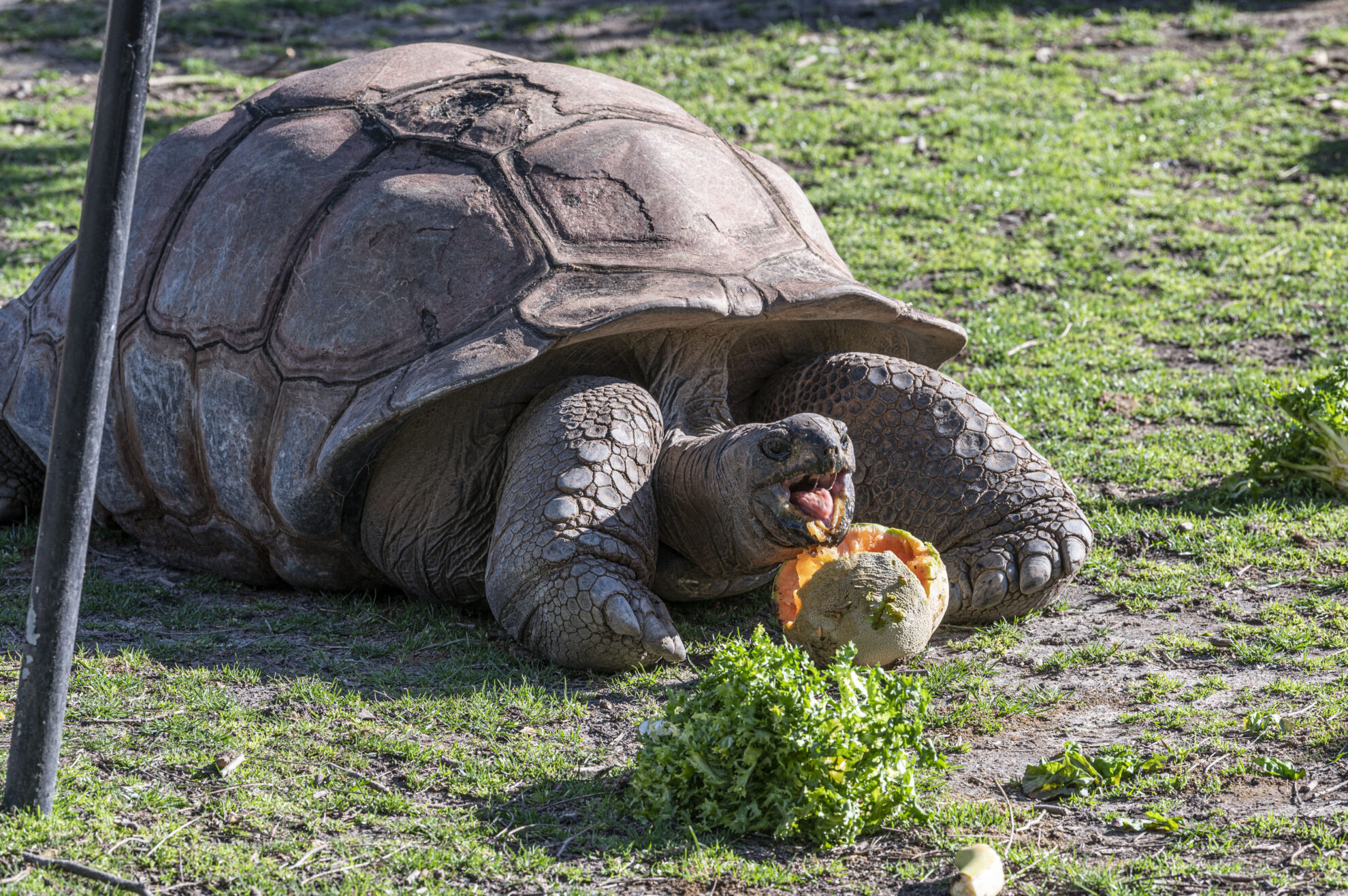 Visit the Virginia Zoo Animals Today!