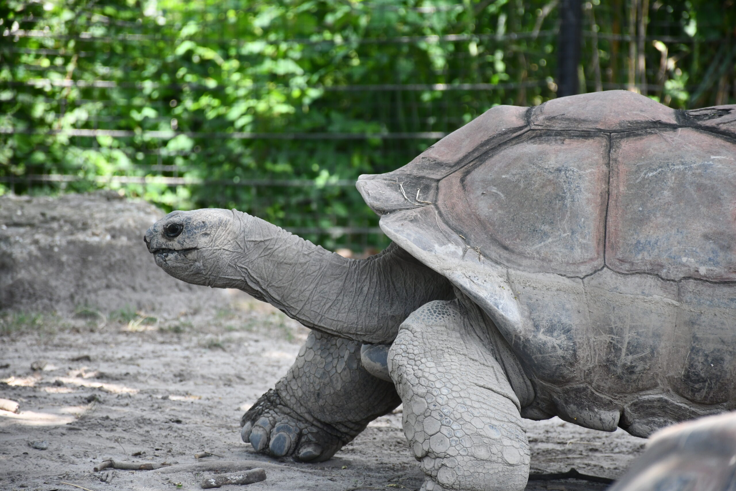 Visit the Virginia Zoo Animals Today!