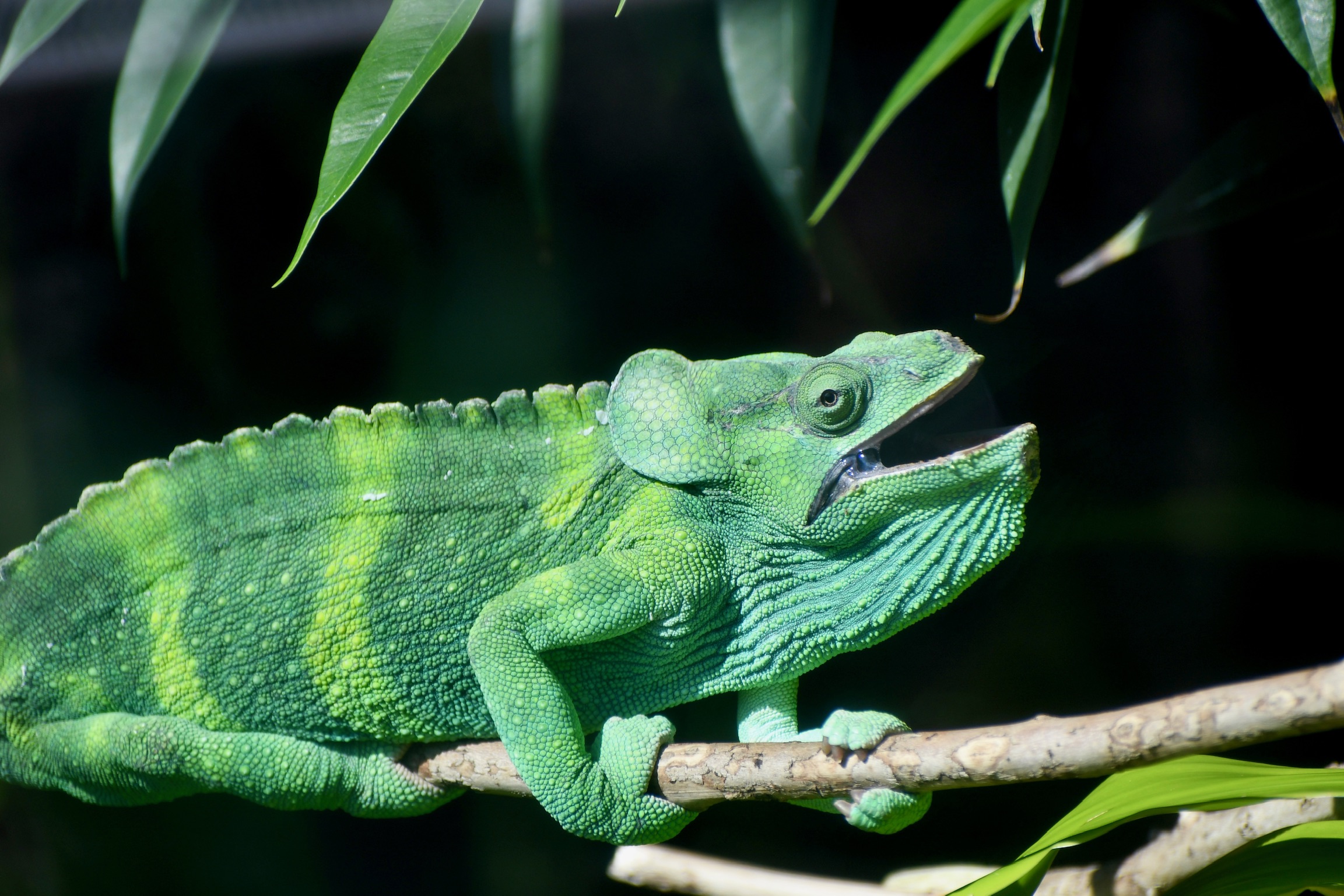 Visit the Virginia Zoo Animals Today!