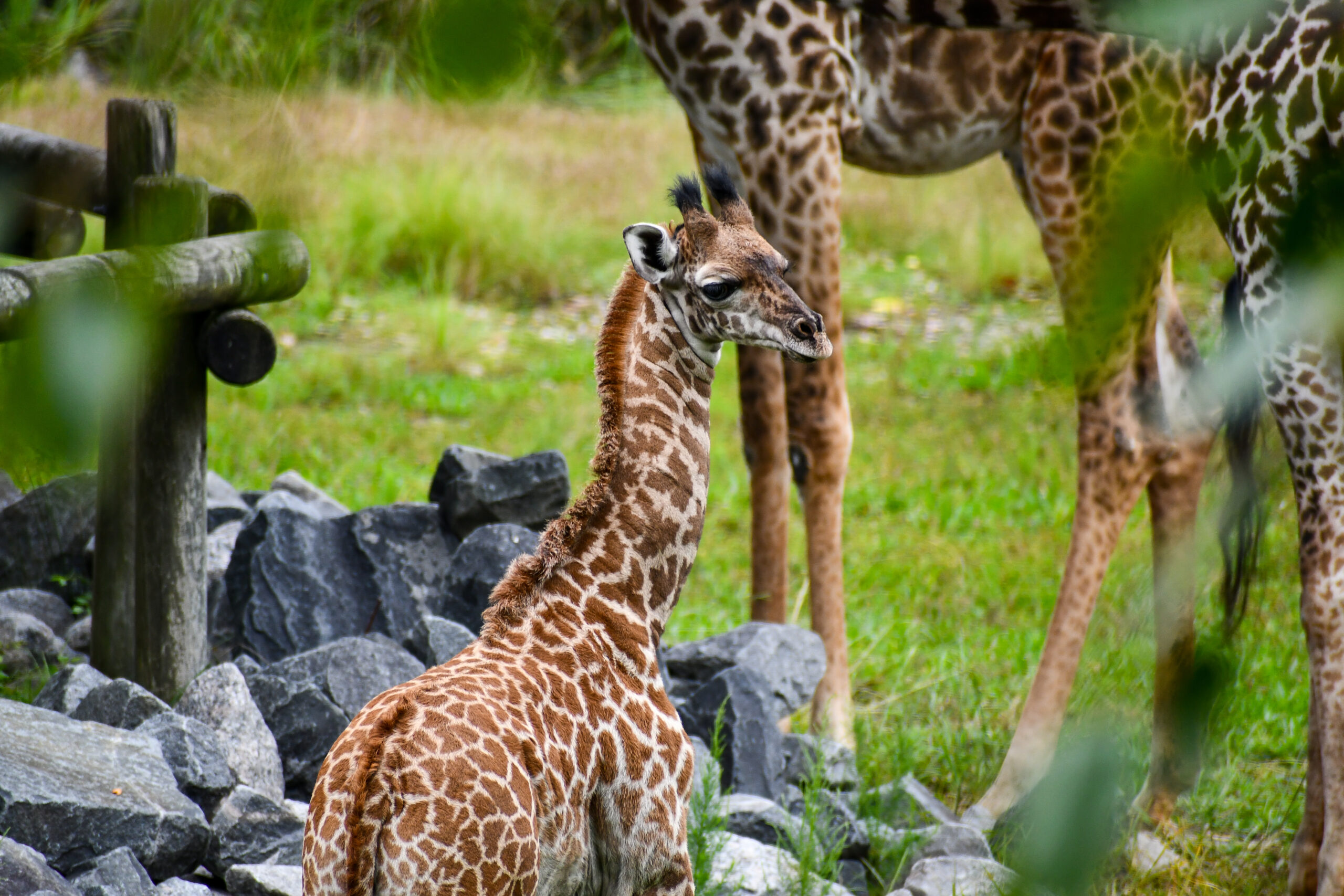Visit the Virginia Zoo Animals Today!