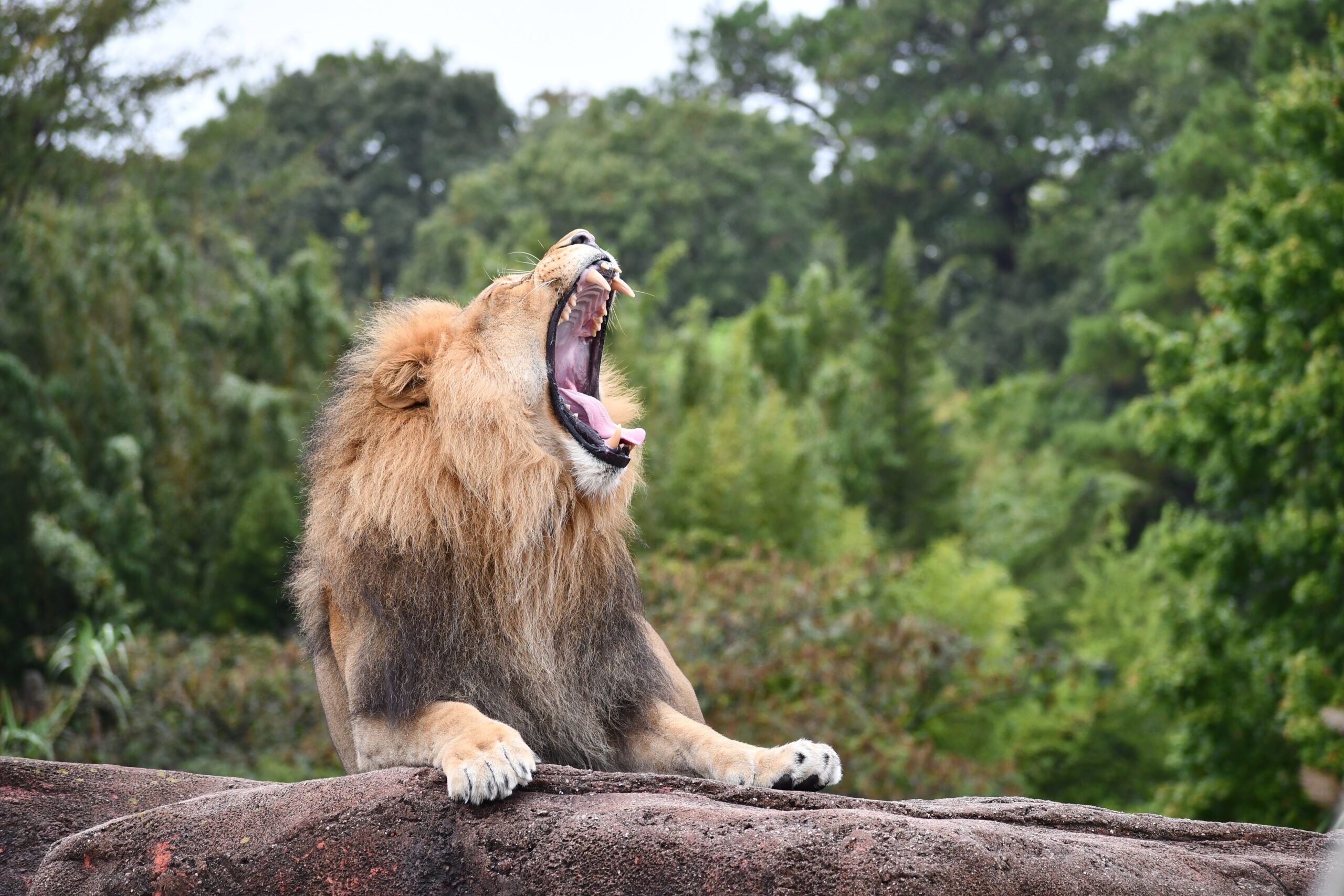 Visit the Virginia Zoo Animals Today!