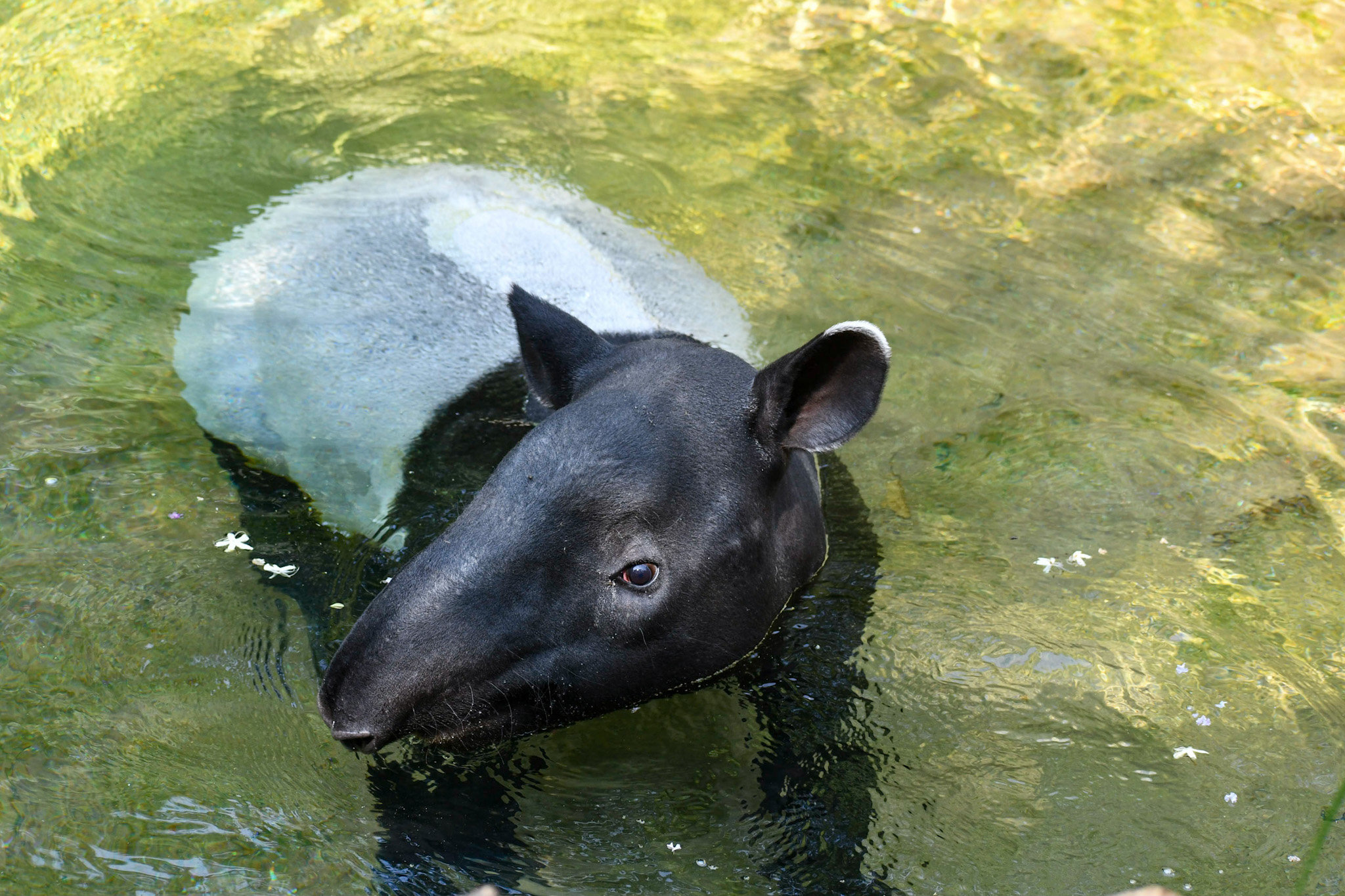 Visit the Virginia Zoo Animals Today!