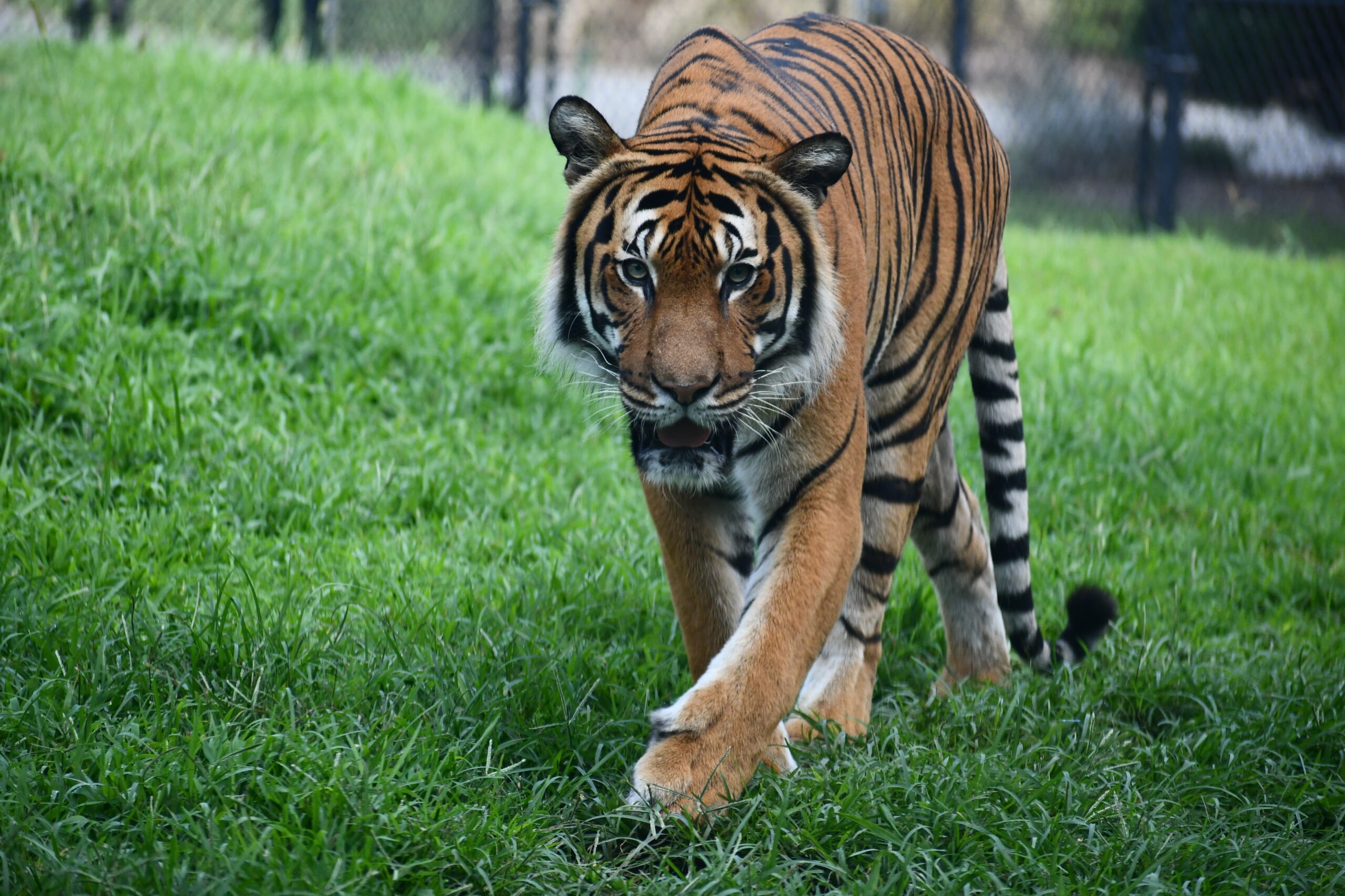 Visit the Virginia Zoo Animals Today!
