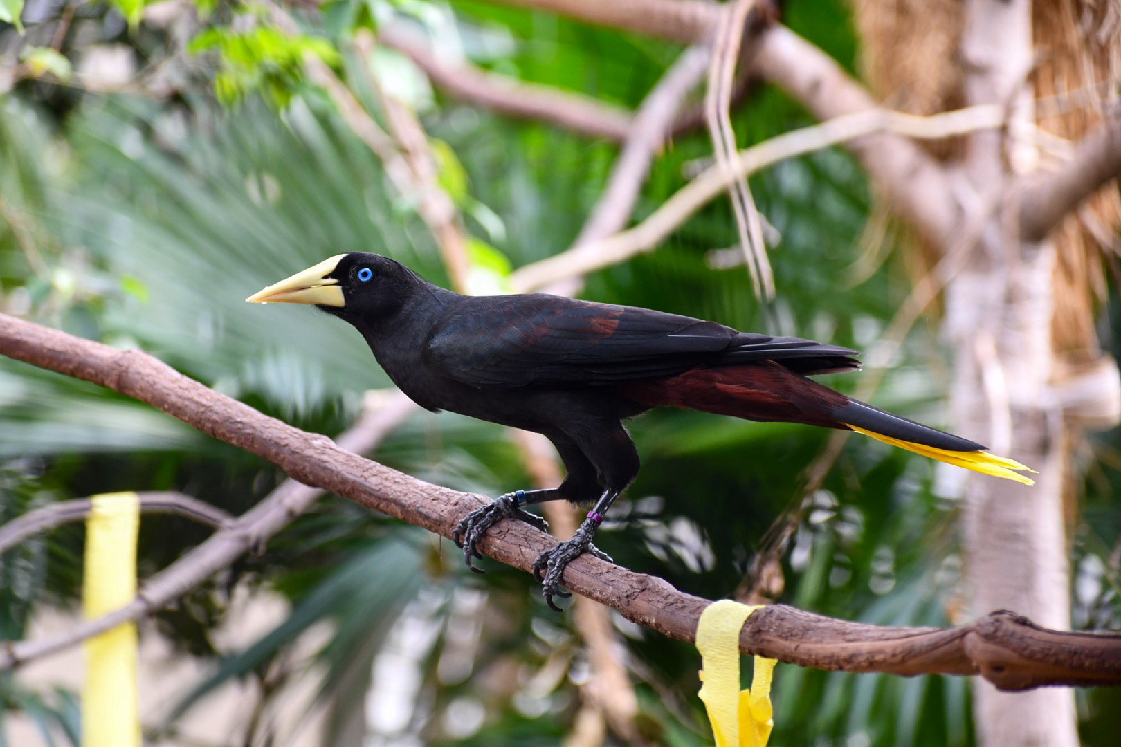 Visit the Virginia Zoo Animals Today!