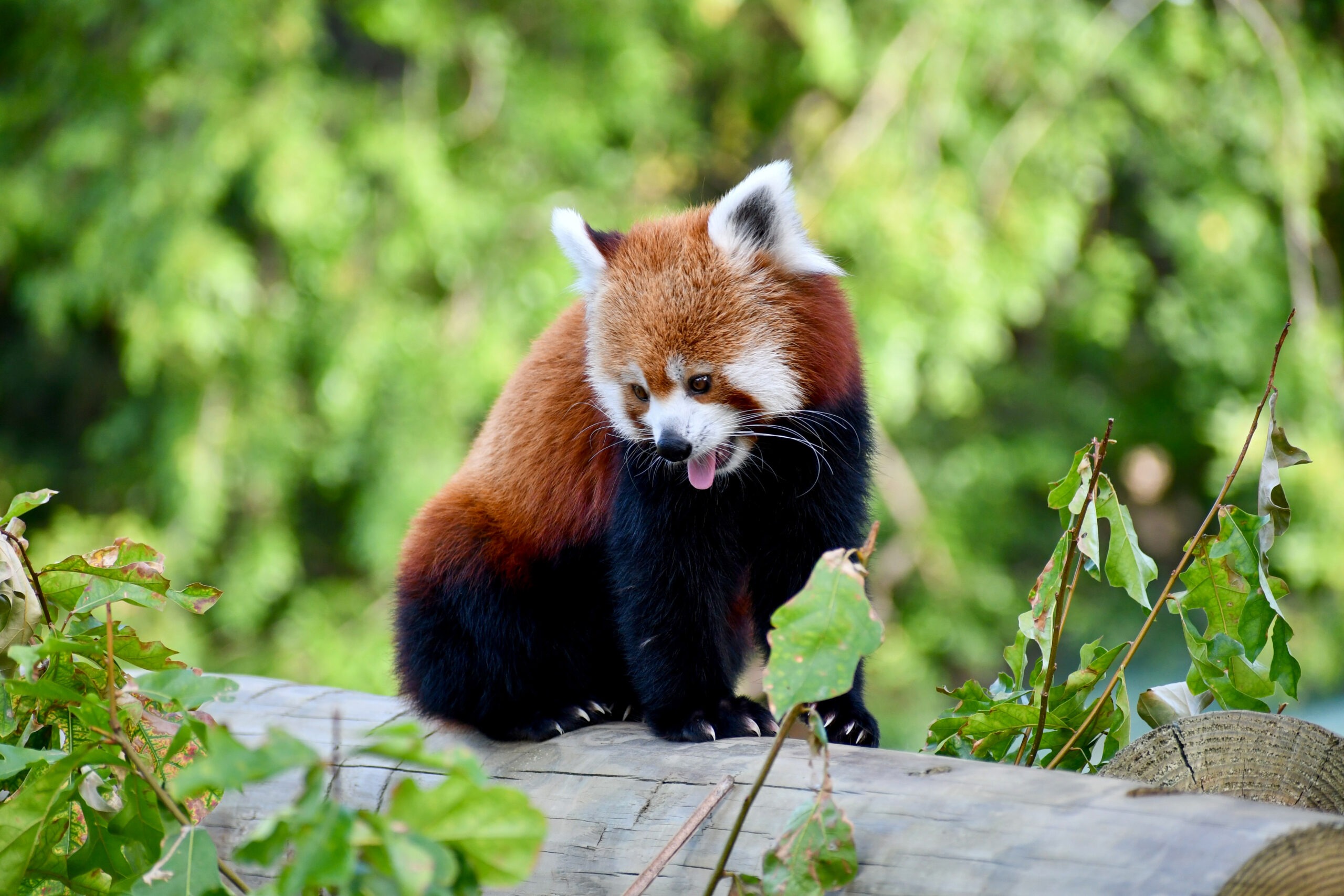 Visit the Virginia Zoo Animals Today!