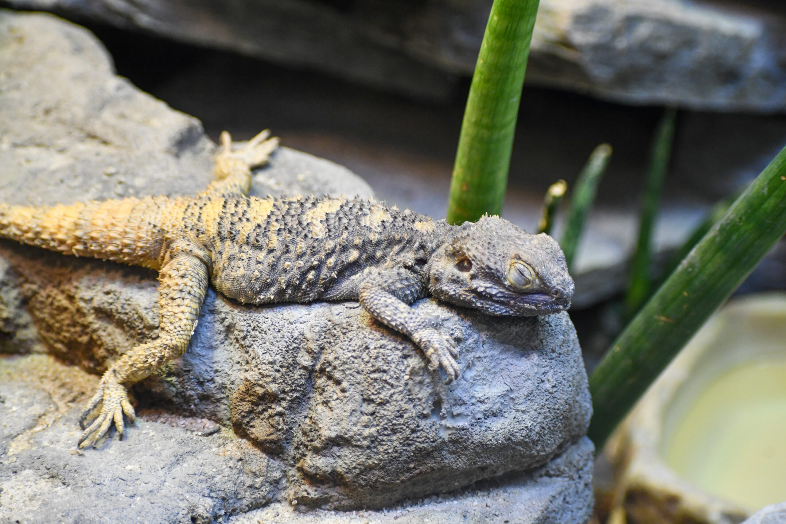 Starred Agama - Virginia Zoo