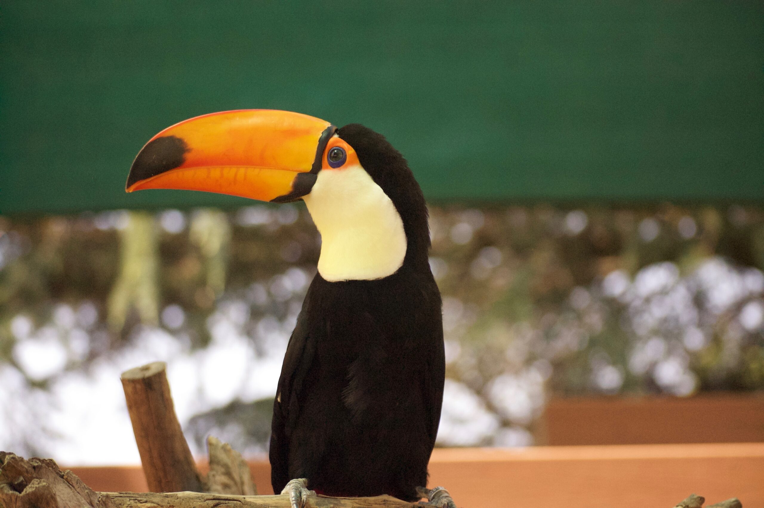 Visit the Virginia Zoo Animals Today!