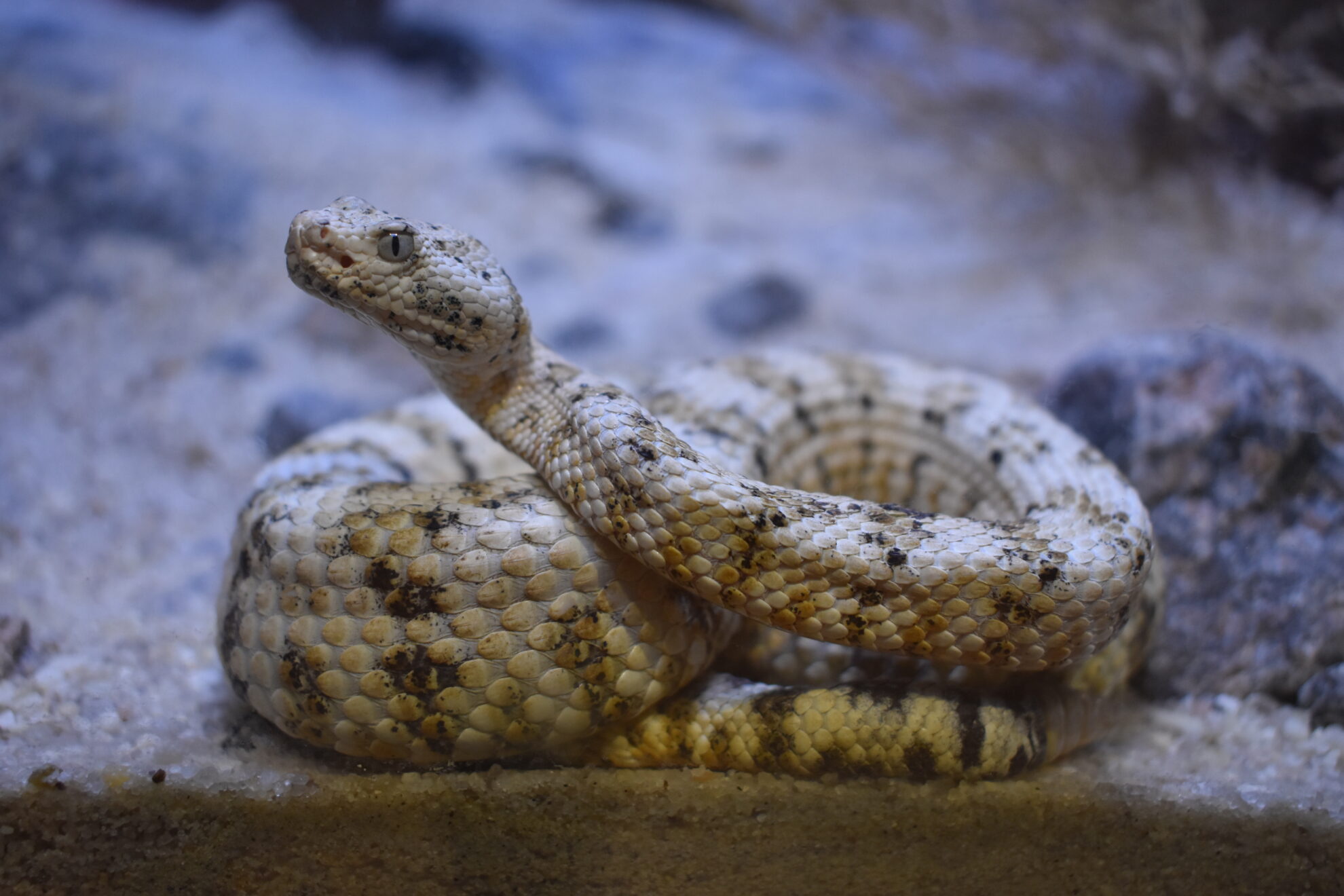 Visit the Virginia Zoo Animals Today!