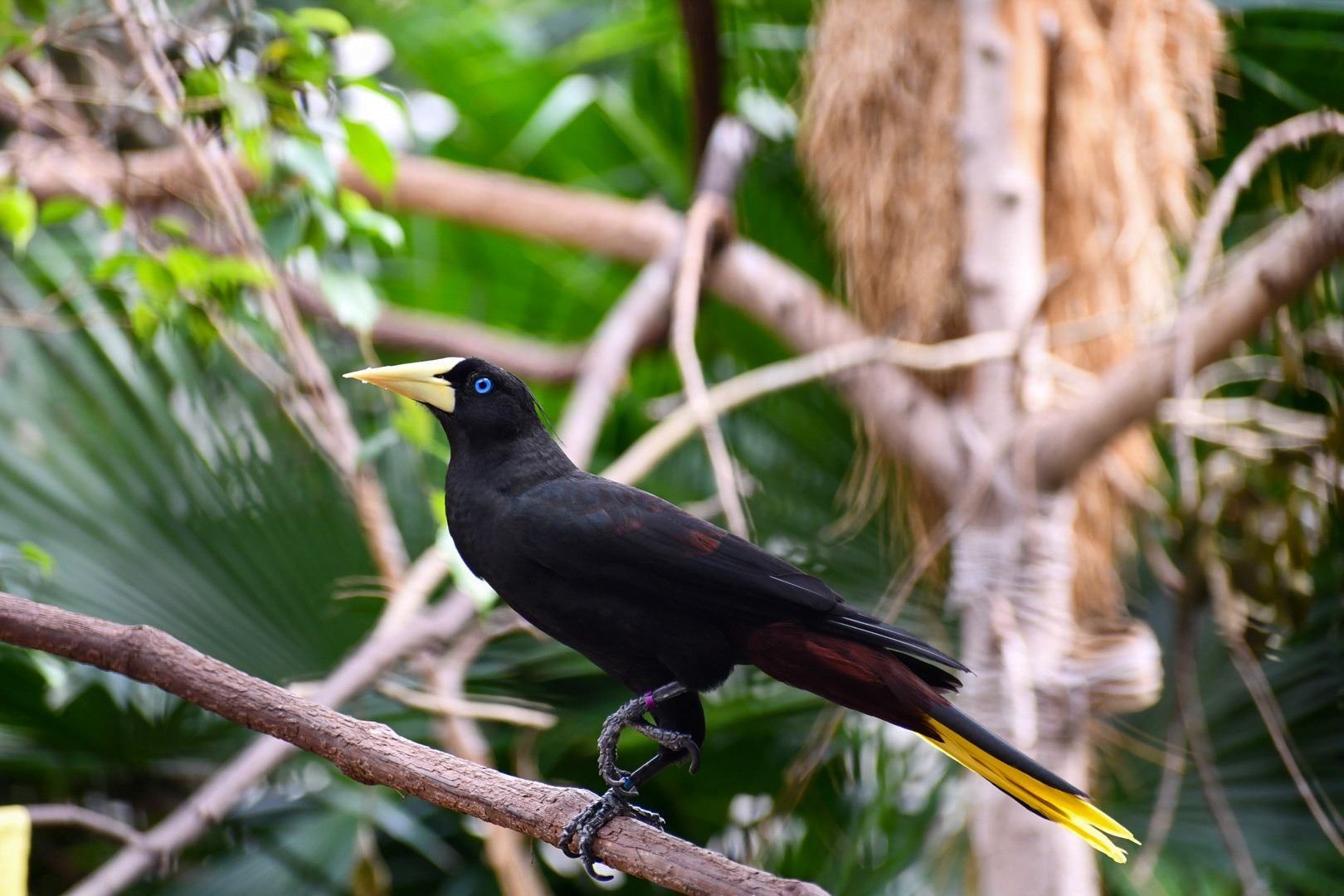 Visit the Virginia Zoo Animals Today!