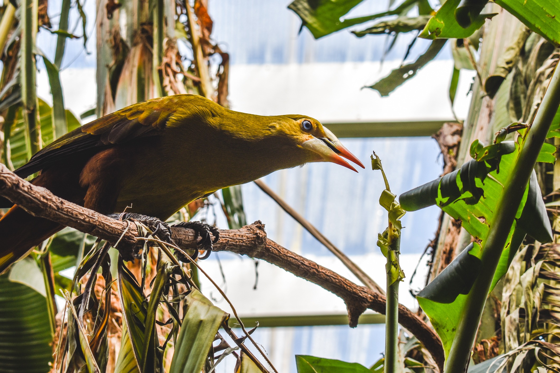 Visit the Virginia Zoo Animals Today!