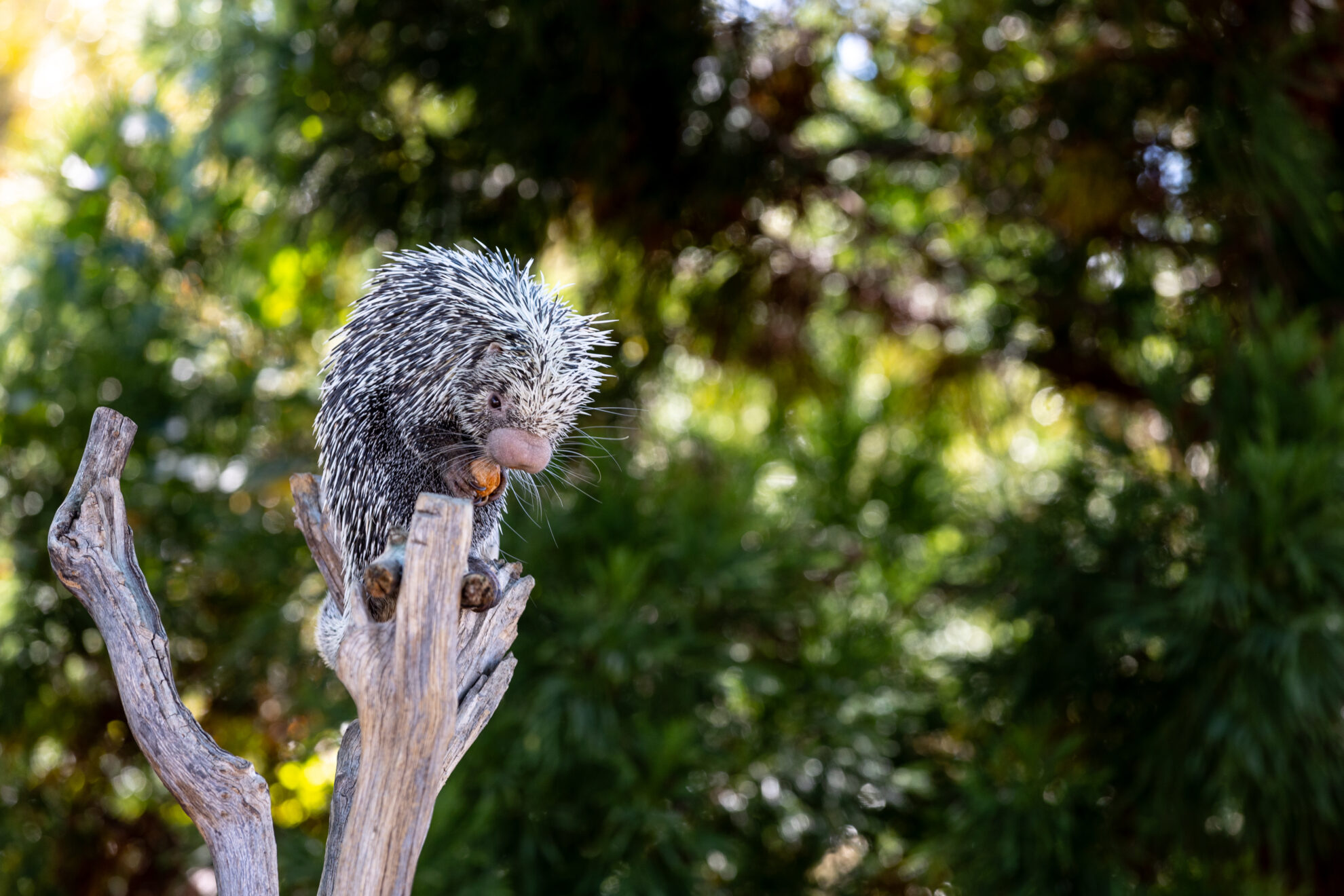 Visit the Virginia Zoo Animals Today!