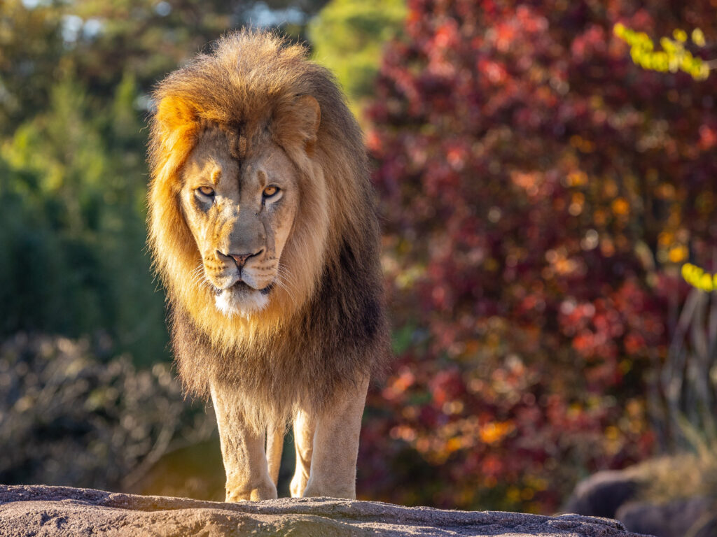 Visit the Virginia Zoo Animals Today!