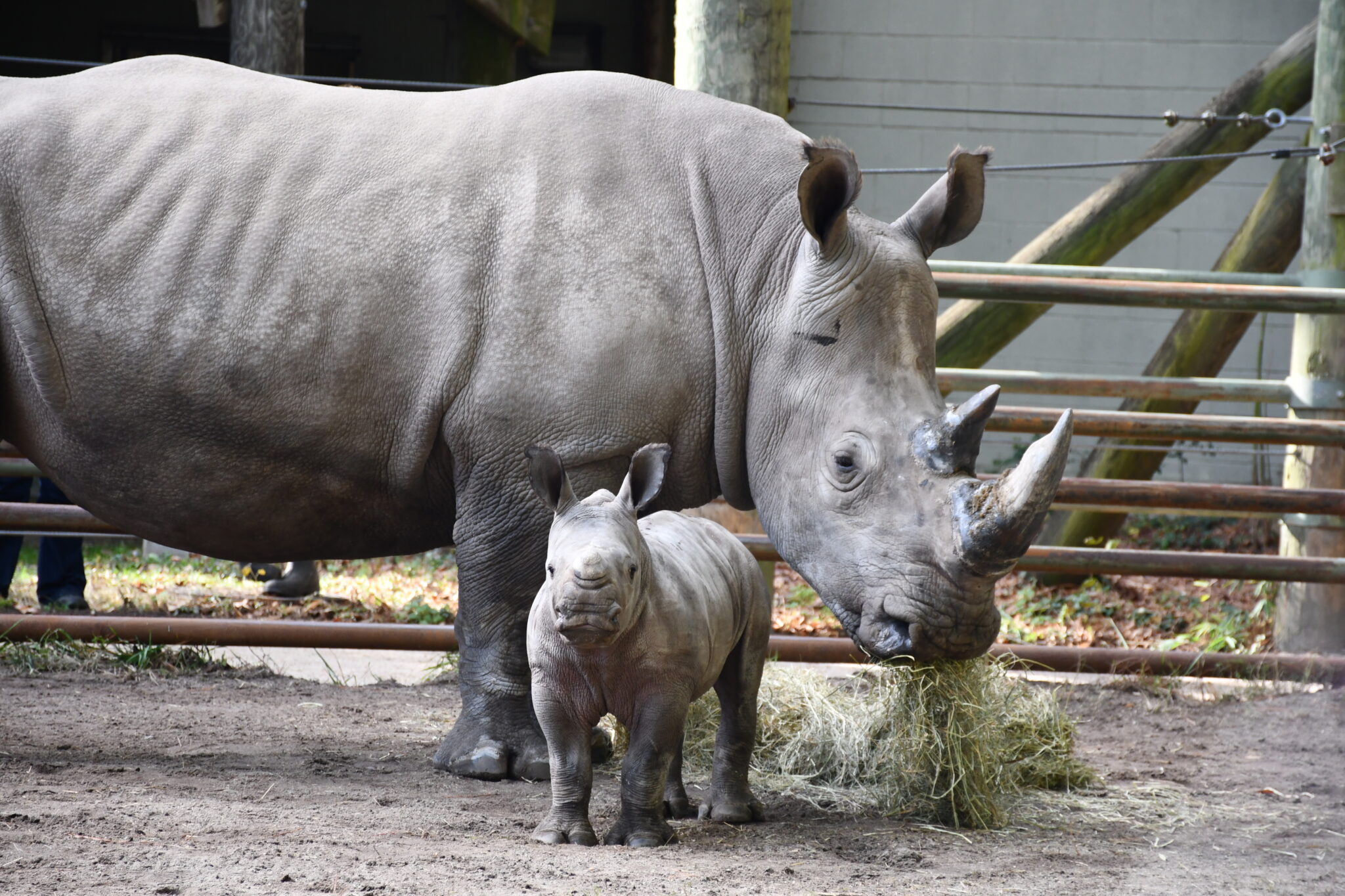 Visit the Virginia Zoo Animals Today!