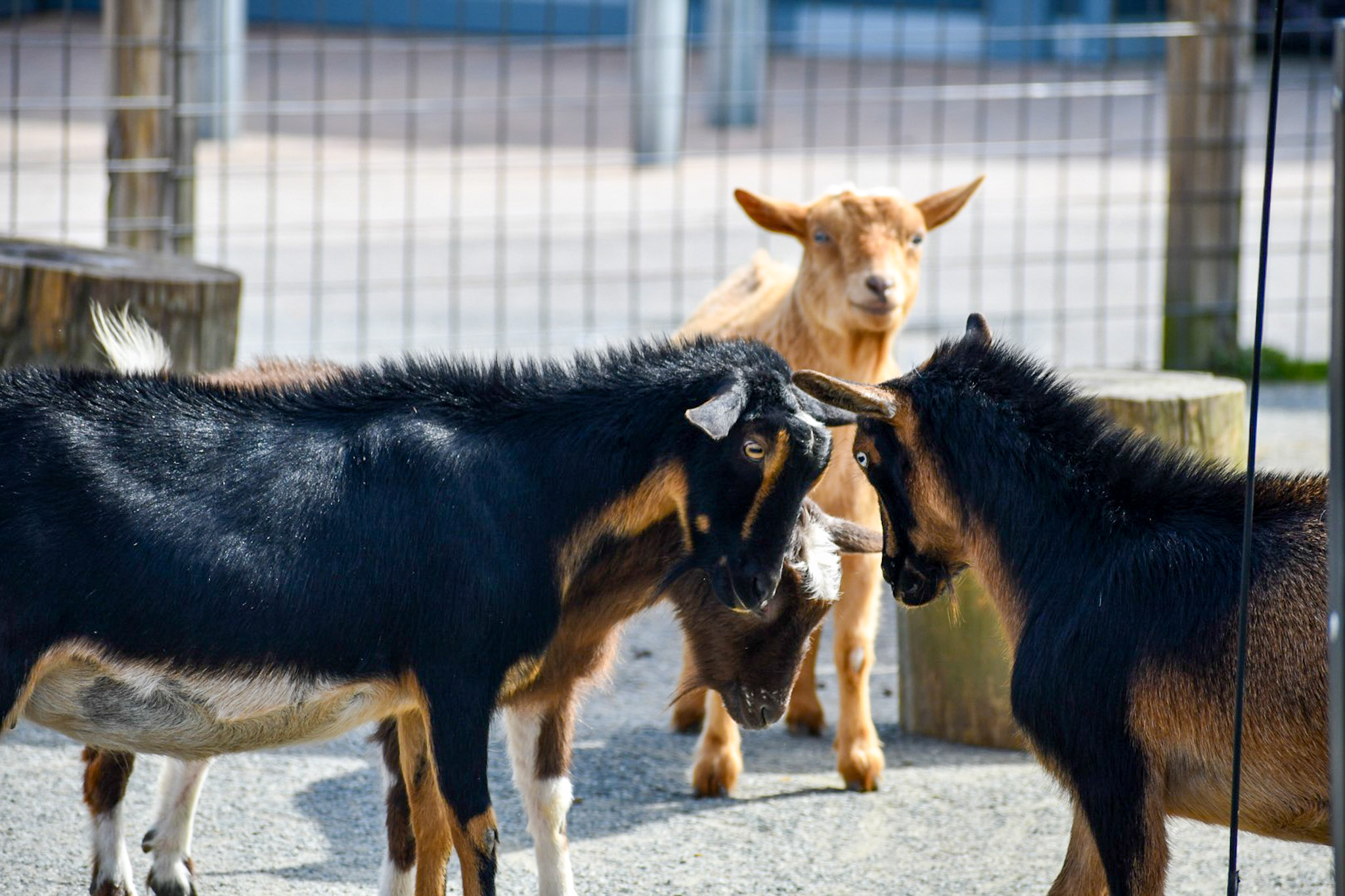 Visit the Virginia Zoo Animals Today!