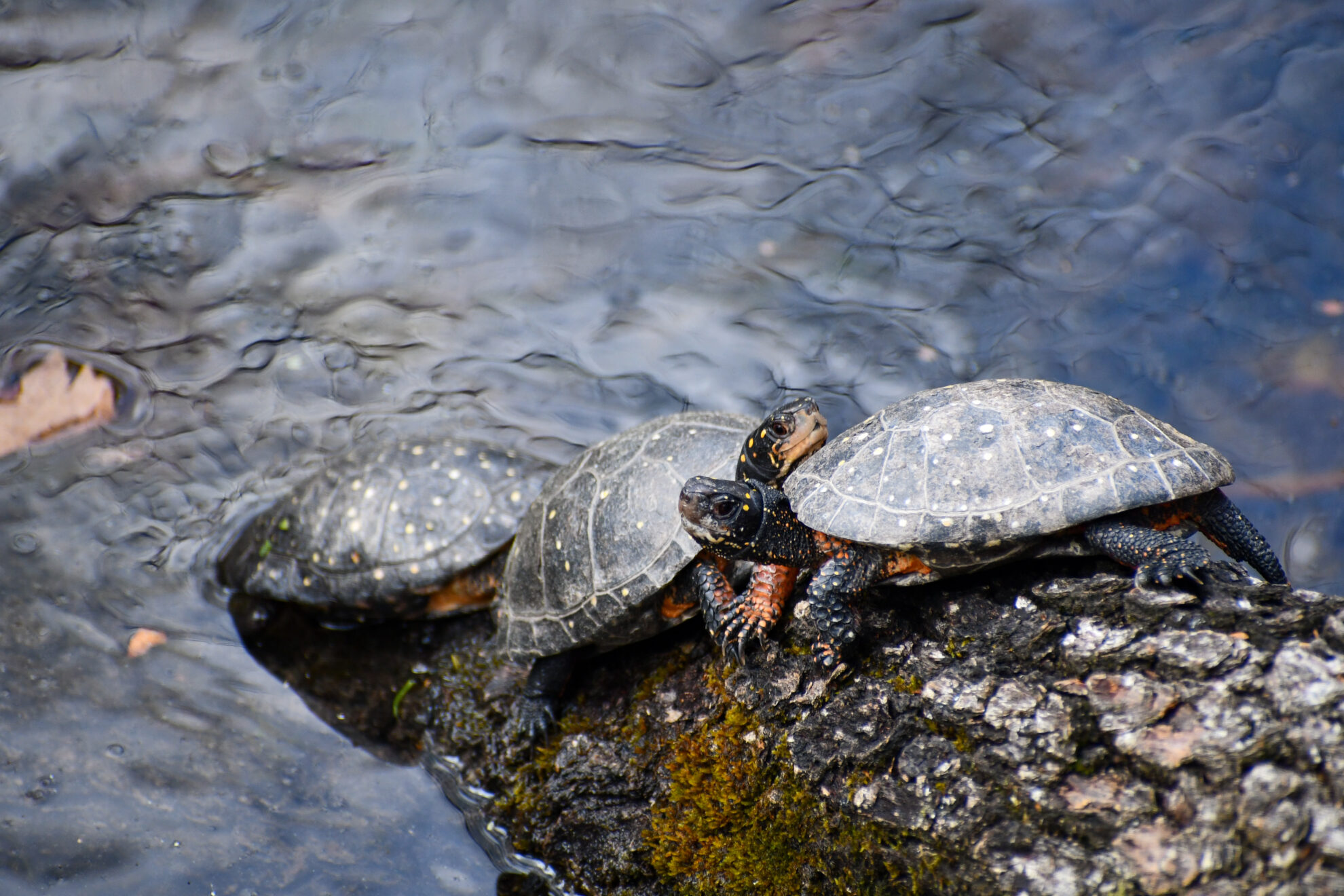 Visit the Virginia Zoo Animals Today!