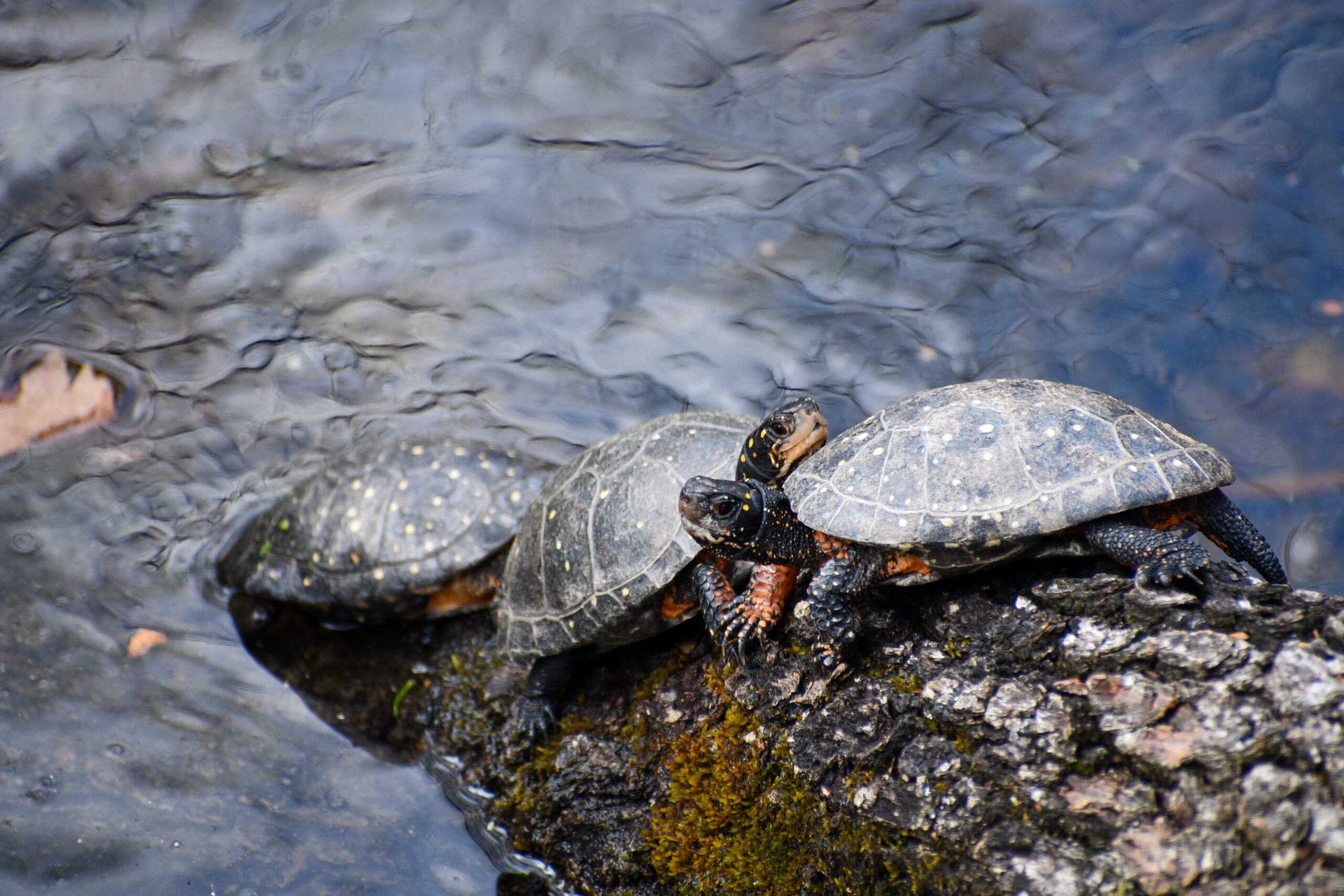 Visit the Virginia Zoo Animals Today!