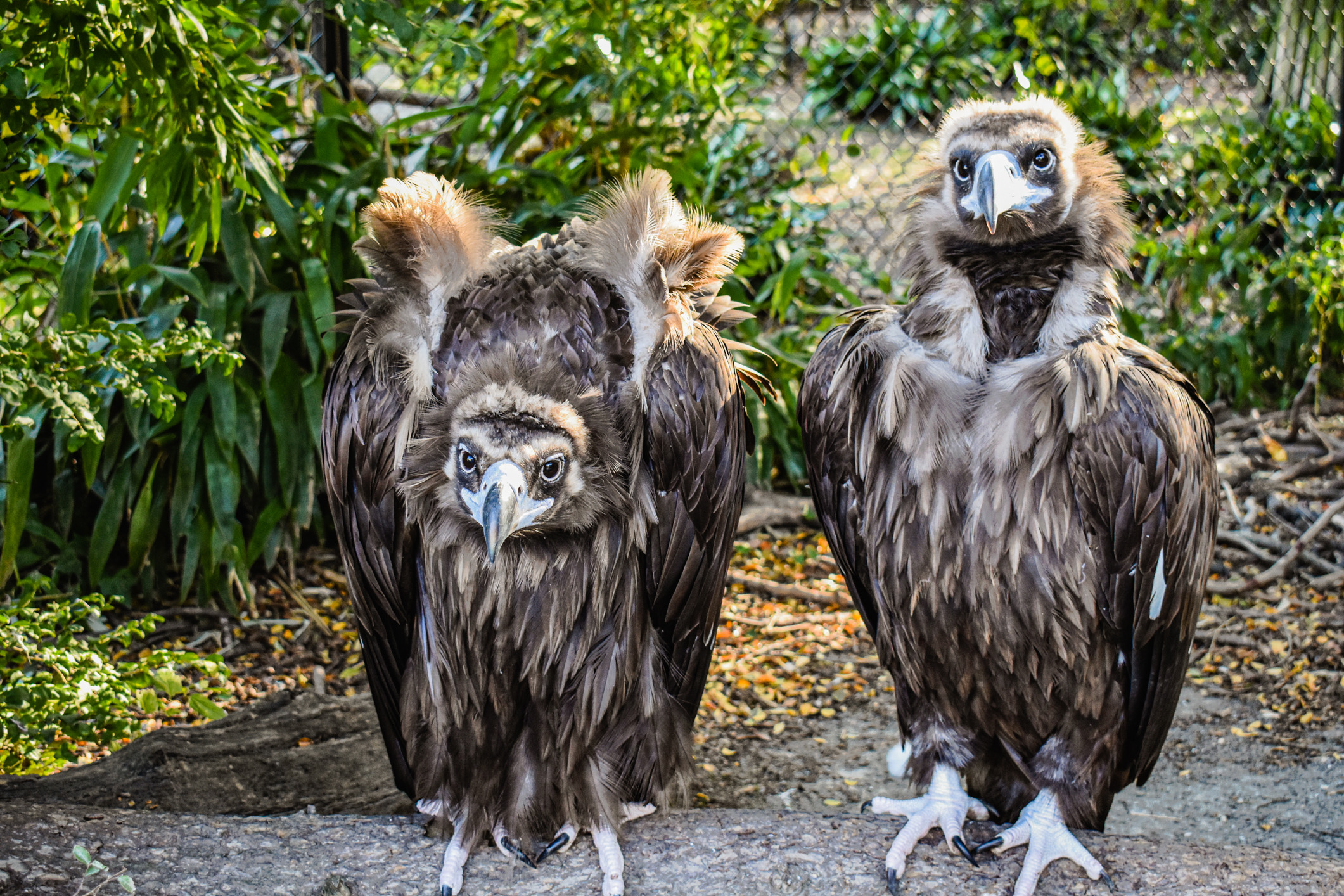 Visit the Virginia Zoo Animals Today!
