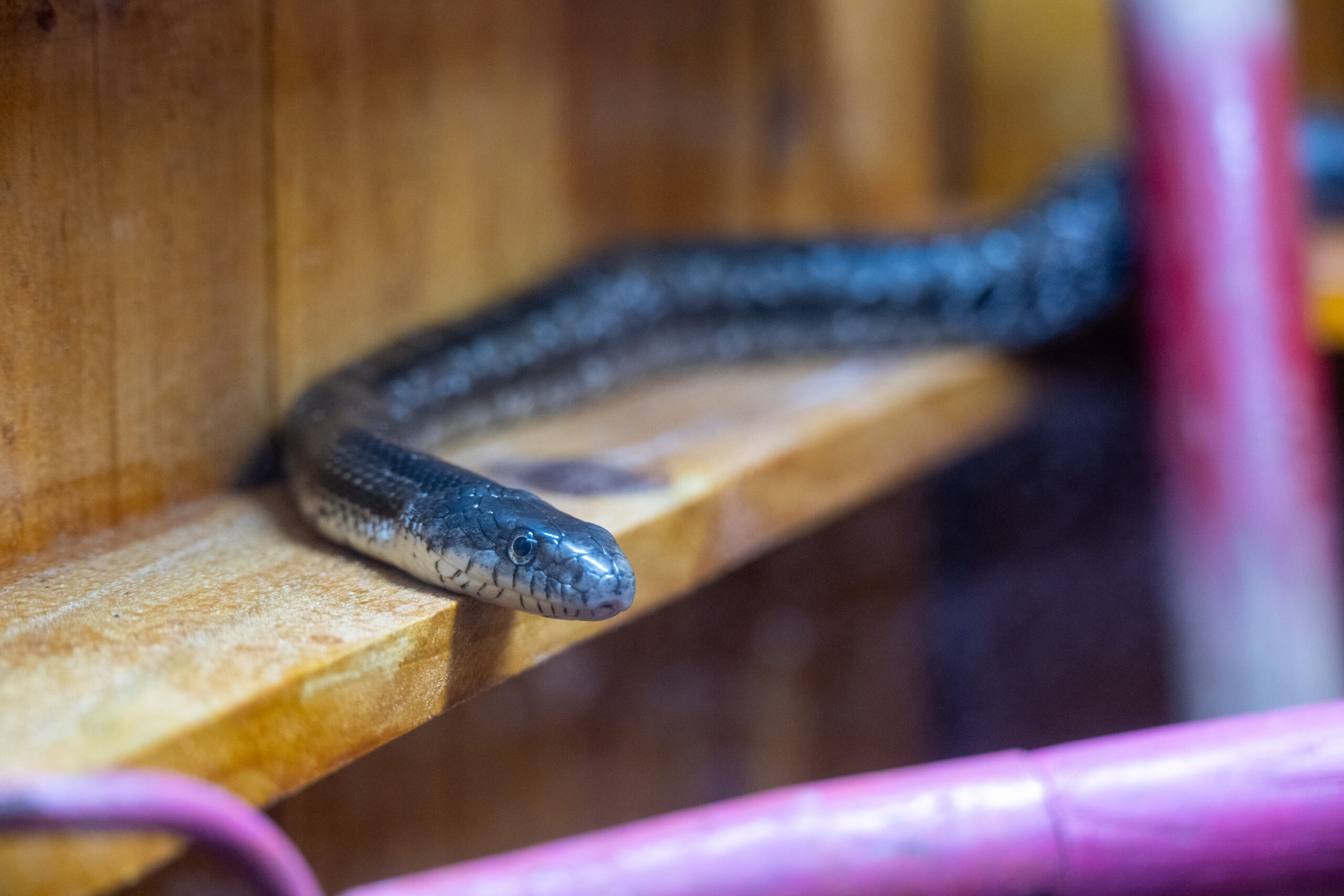 Visit the Virginia Zoo Animals Today!