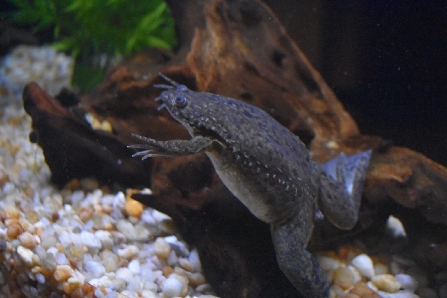 Visit the Virginia Zoo Animals Today!