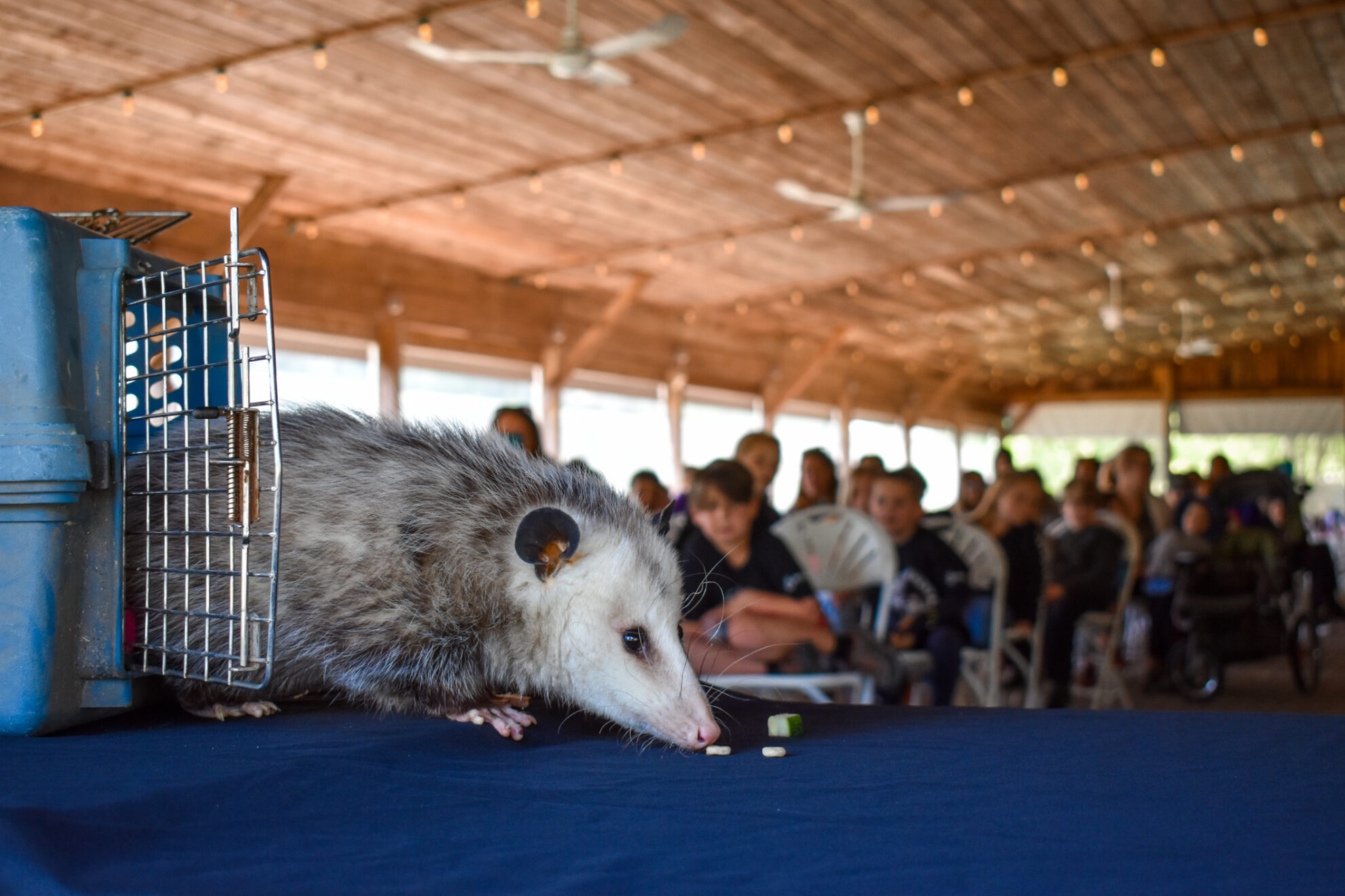 Visit the Virginia Zoo Animals Today!