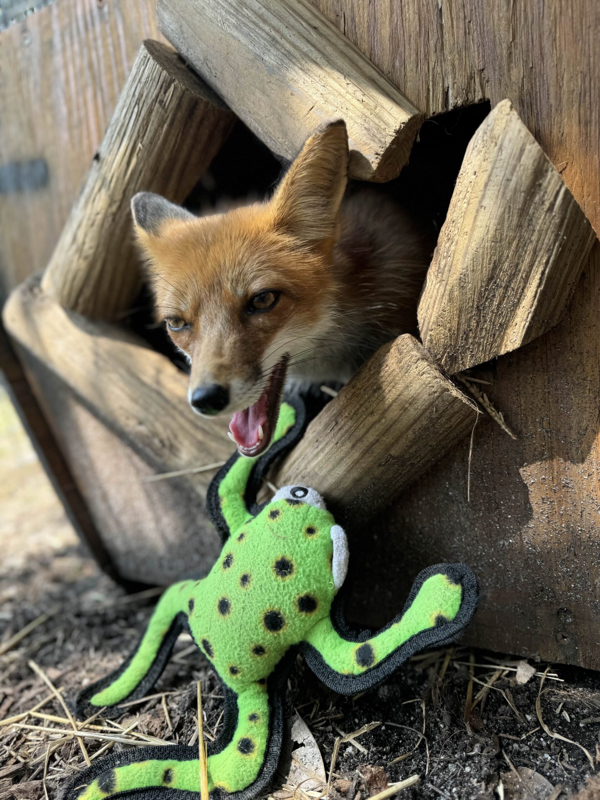 Visit the Virginia Zoo Animals Today!