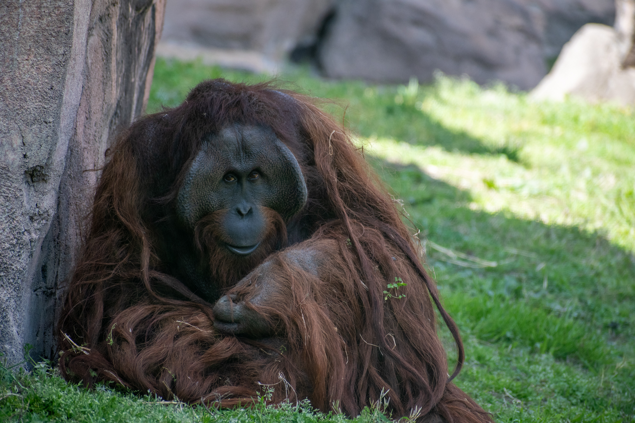 Visit the Virginia Zoo Animals Today!