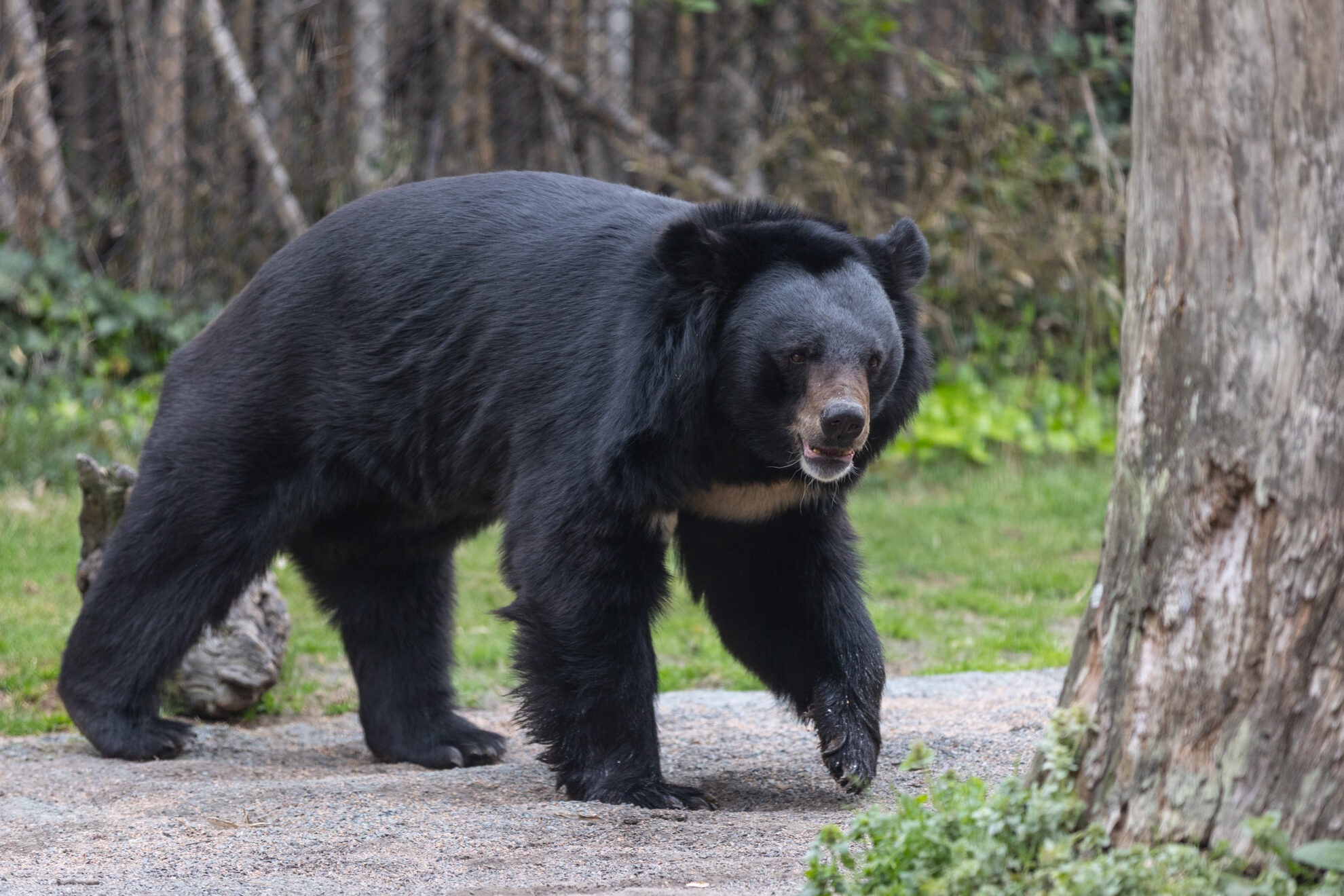 Visit the Virginia Zoo Animals Today!