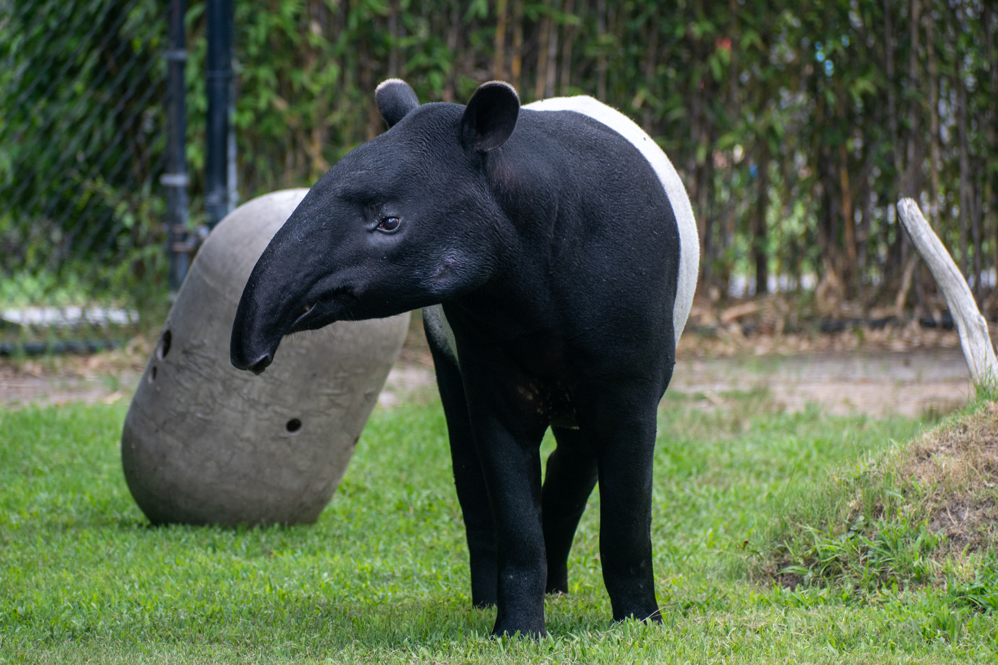 Visit the Virginia Zoo Animals Today!