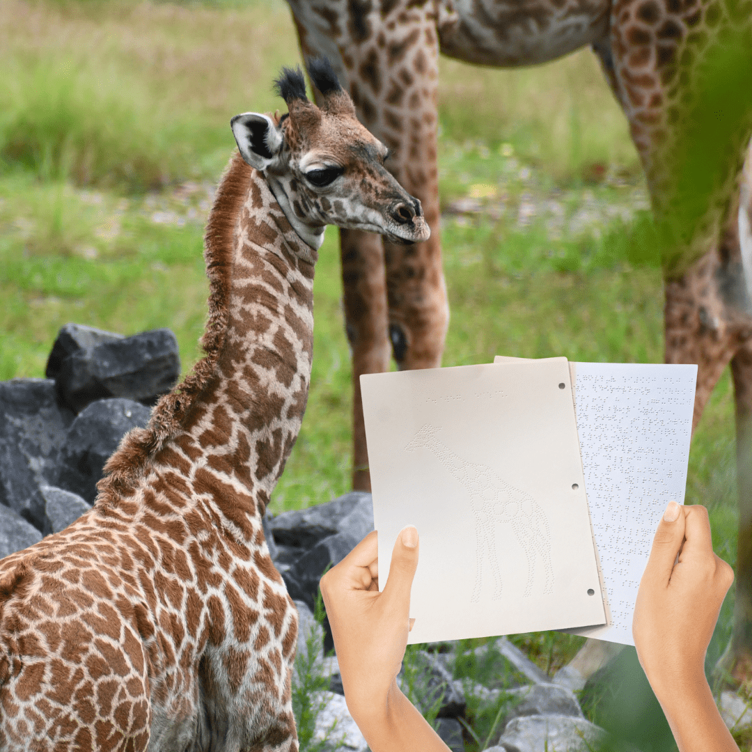 Visit the Virginia Zoo Animals Today!