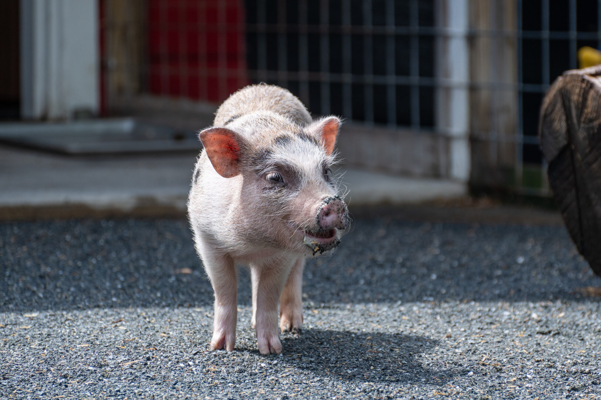 Visit the Virginia Zoo Animals Today!