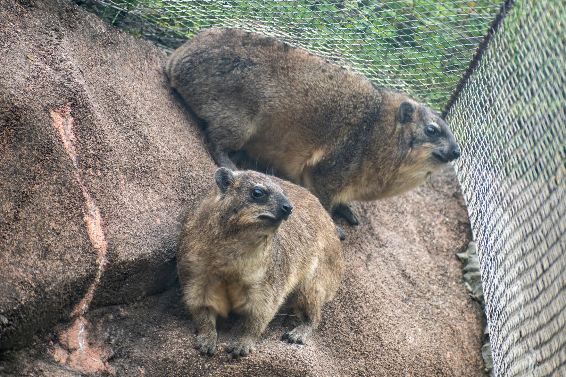 Visit the Virginia Zoo Animals Today!