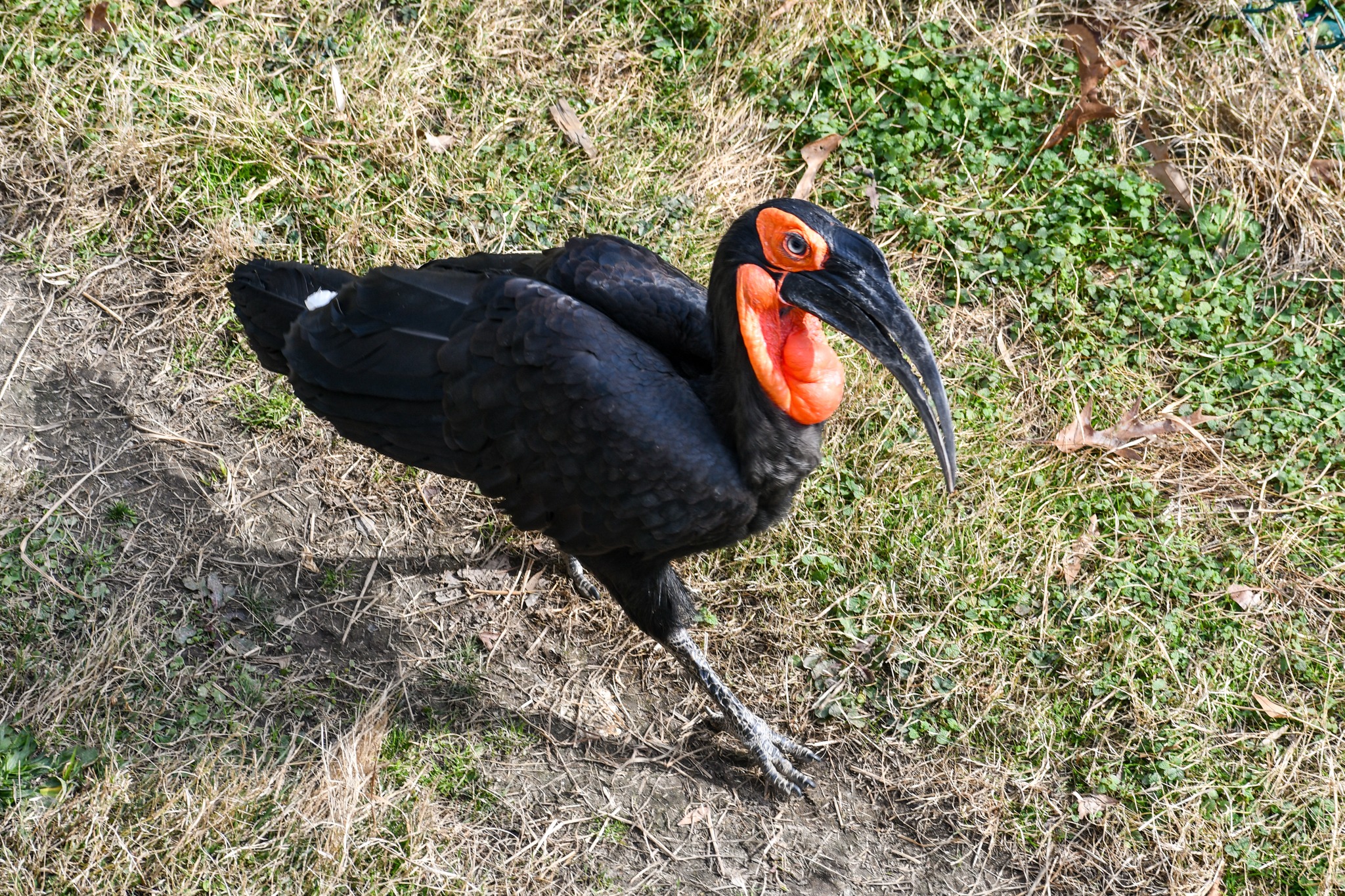 Visit the Virginia Zoo Animals Today!