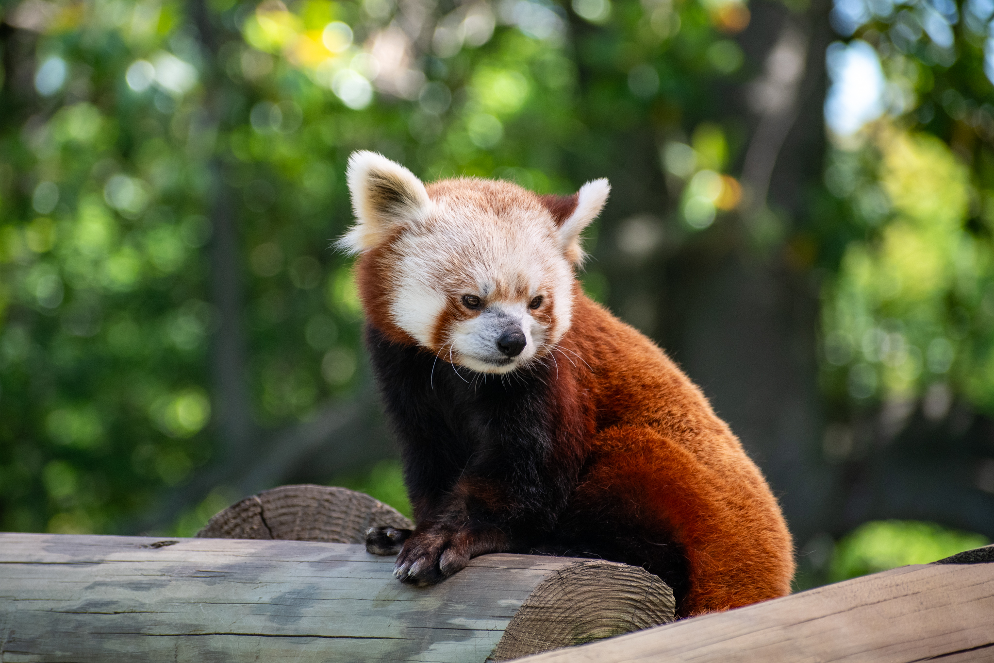 Visit the Virginia Zoo Animals Today!