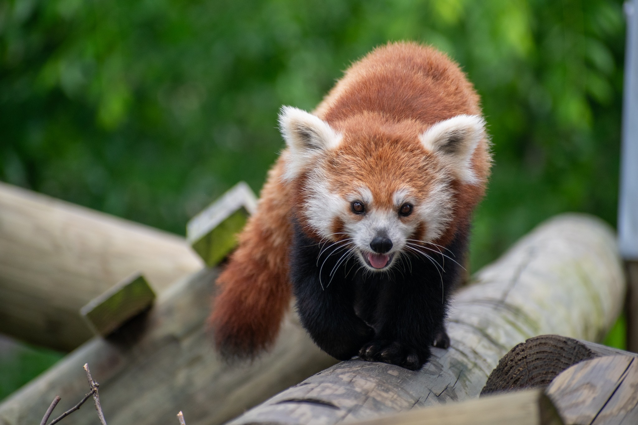 Visit the Virginia Zoo Animals Today!
