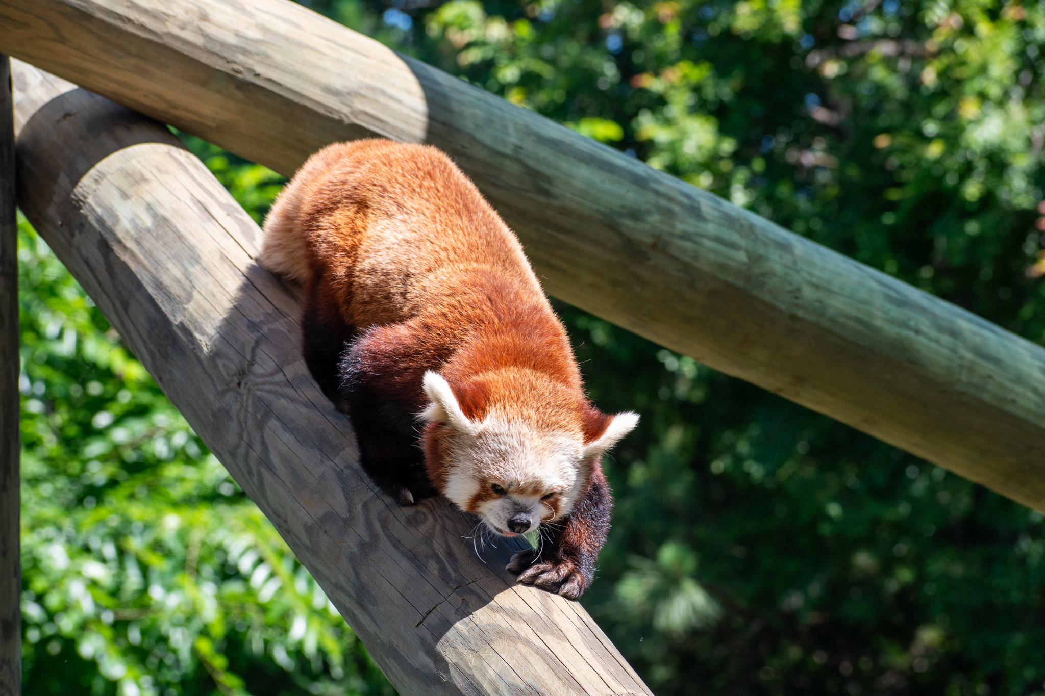 Visit the Virginia Zoo Animals Today!
