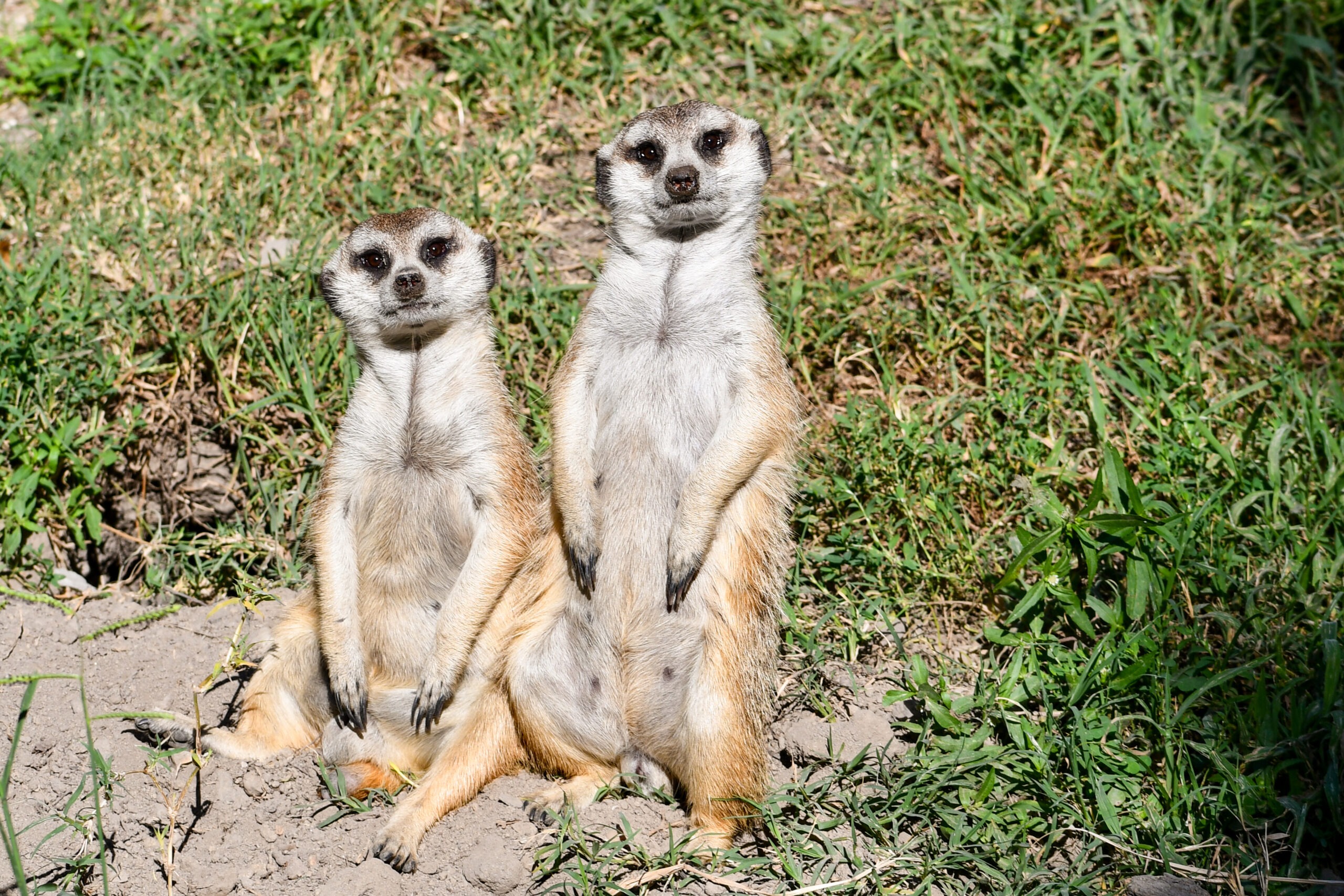 Visit the Virginia Zoo Animals Today!